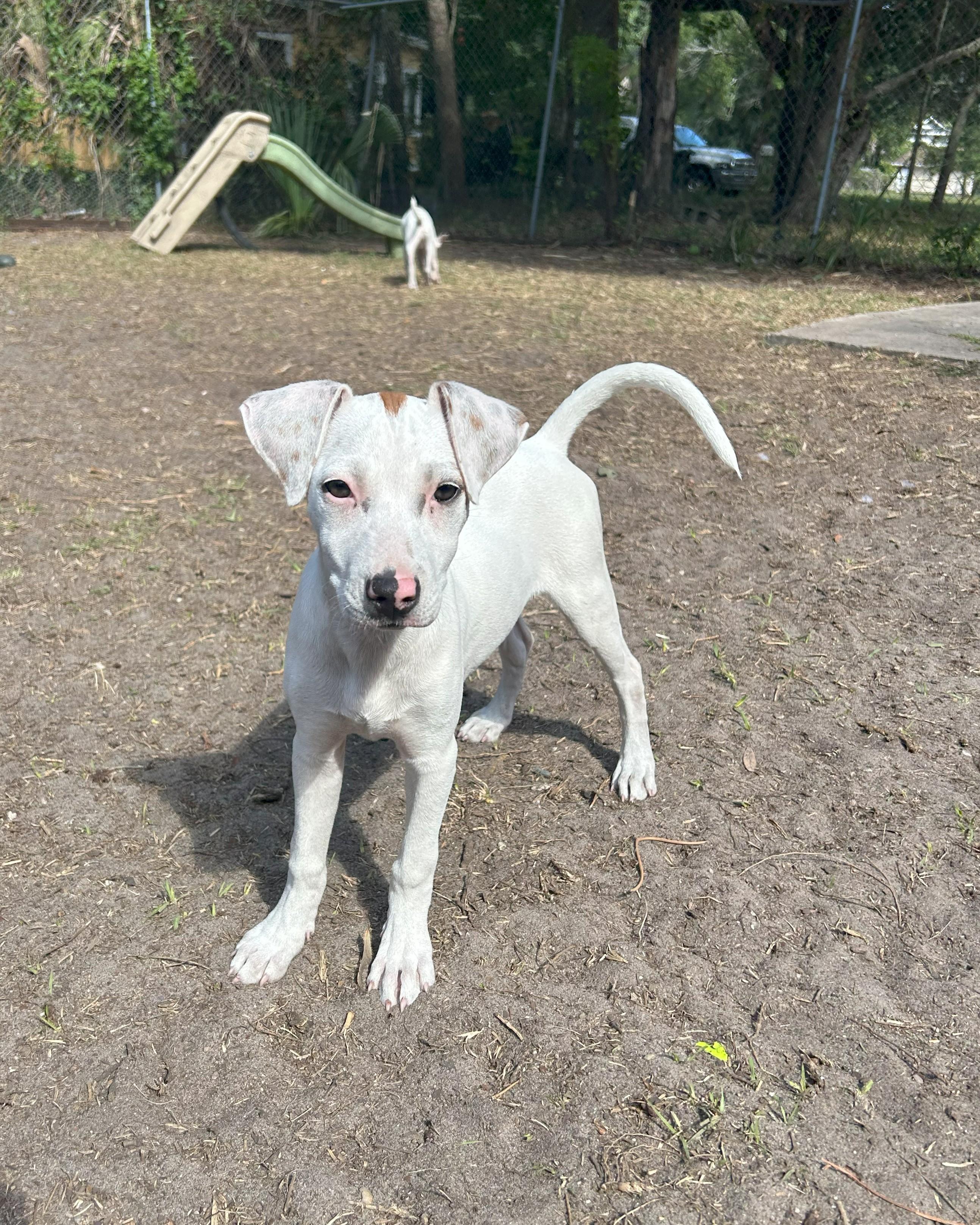 Dog for adoption - Sassafras, a Terrier Mix in Pensacola, FL | Petfinder