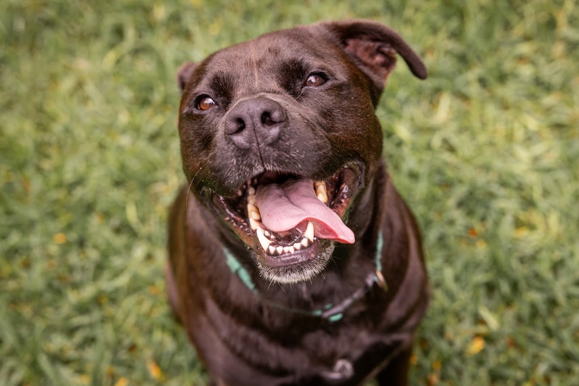 Dog for adoption - Ellie, a Black Labrador Retriever & Rottweiler Mix in Fort Lauderdale , FL ...