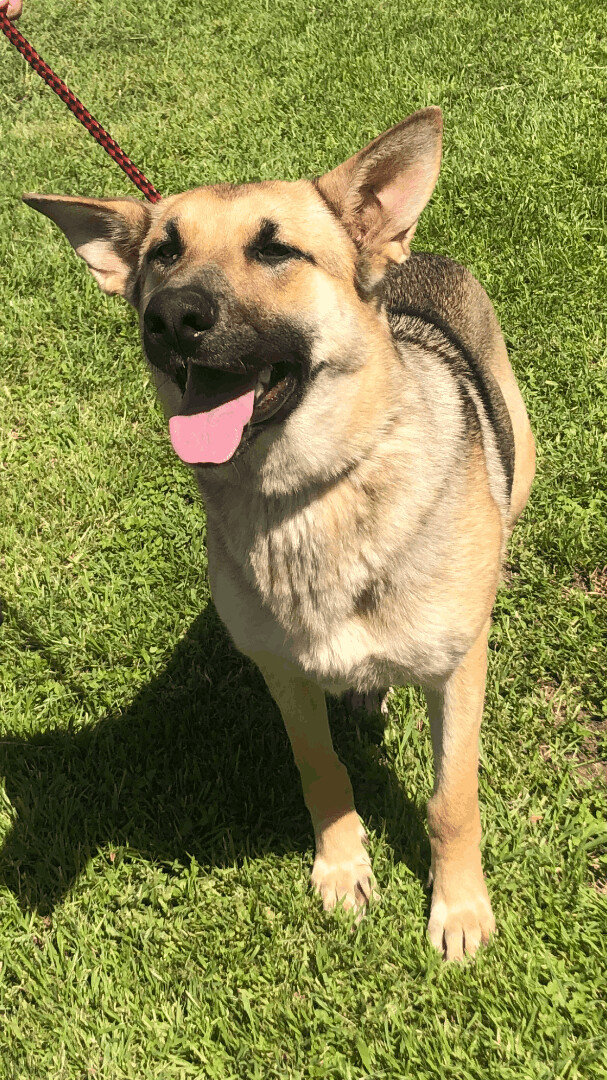 Dog for adoption - Kari, a German Shepherd Dog in Haslet, TX | Petfinder