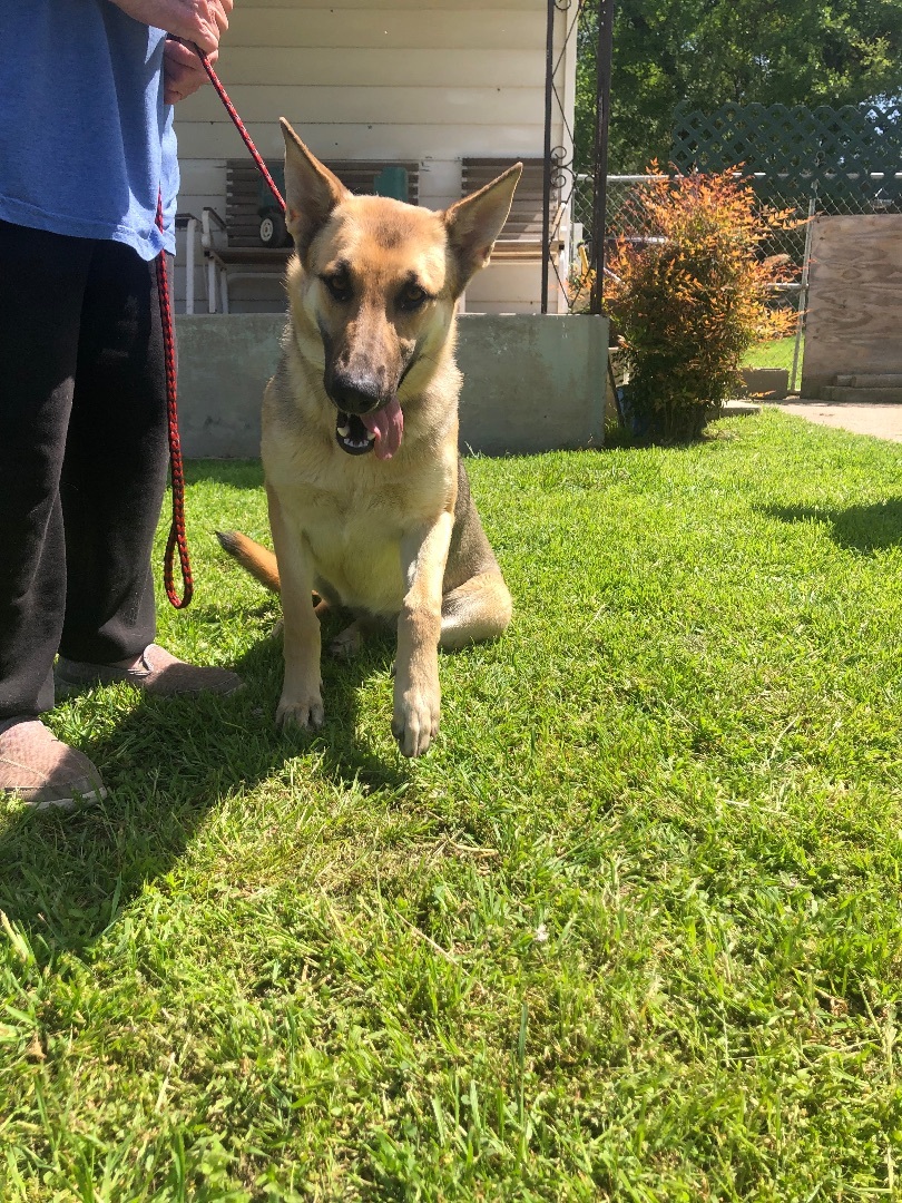 Dog for adoption - Kari, a German Shepherd Dog in Haslet, TX | Petfinder