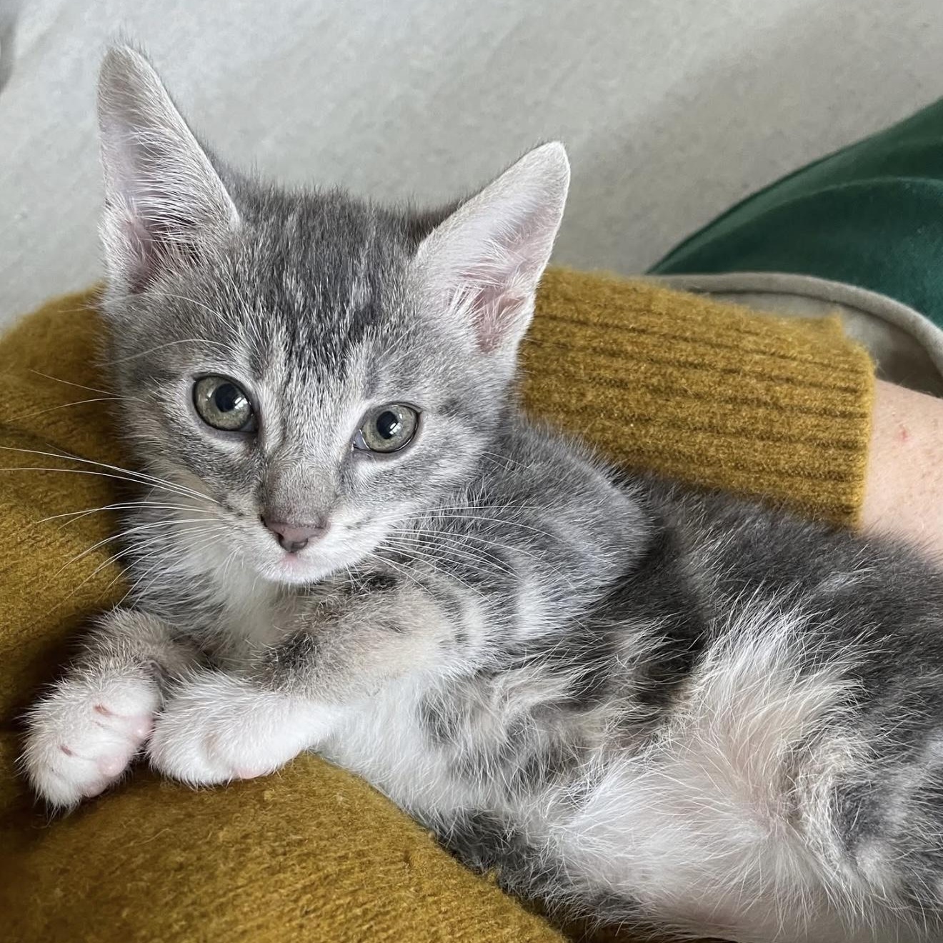 Cat for adoption - Pike, a Domestic Short Hair & Tabby Mix in Santa ...