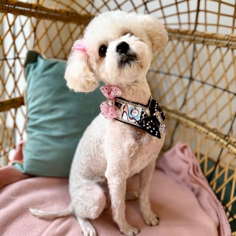 Dog for adoption - Heaven Daniel, a Poodle & Havanese Mix in Syracuse ...