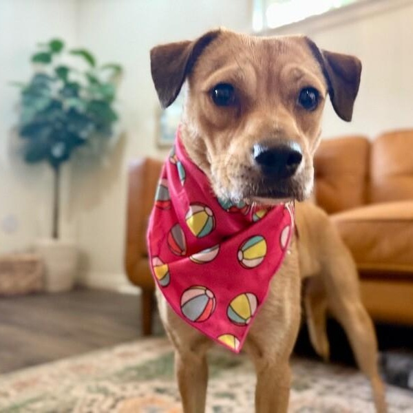 Dog for adoption - Sandy Cheeks, a Chihuahua & Pit Bull Terrier Mix in ...