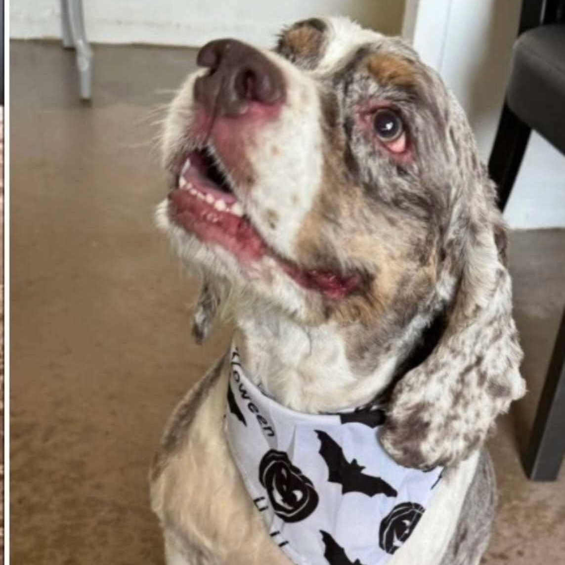 Dog for adoption - Prince, a Cocker Spaniel in Old Lyme, CT | Petfinder