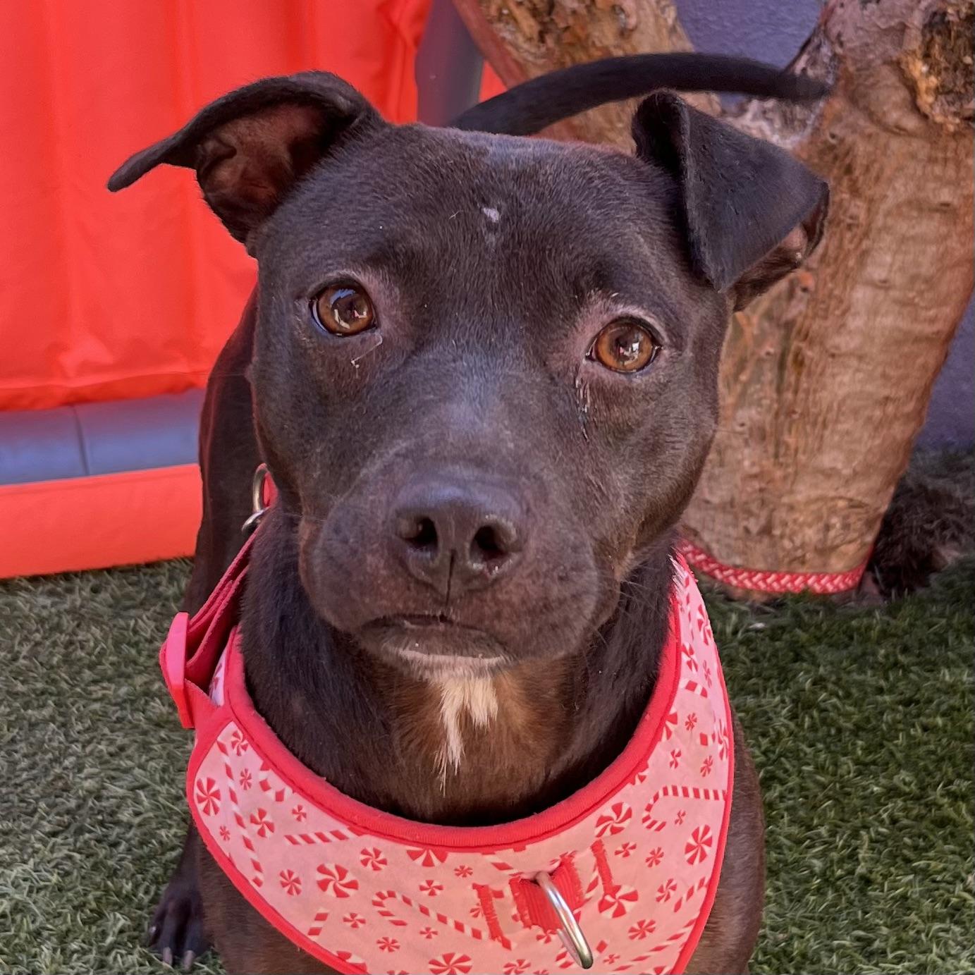 Dog for adoption - Rye, a Pit Bull Terrier & Feist Mix in Rohnert Park ...