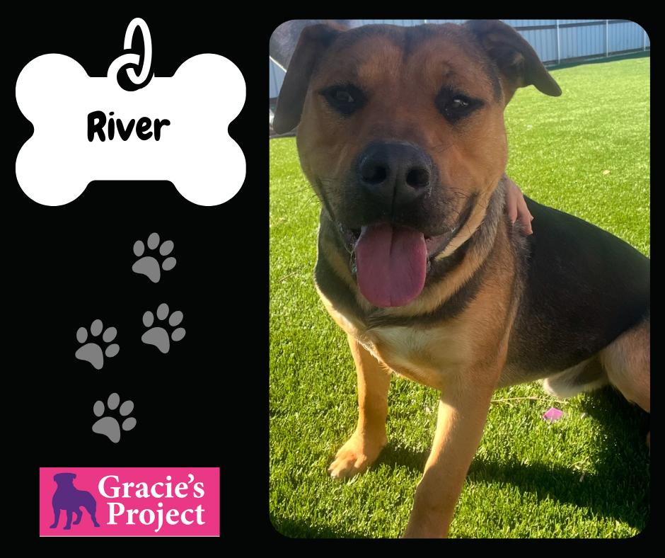 Dog for adoption - River, a German Shepherd Dog Mix in Minneapolis , MN ...