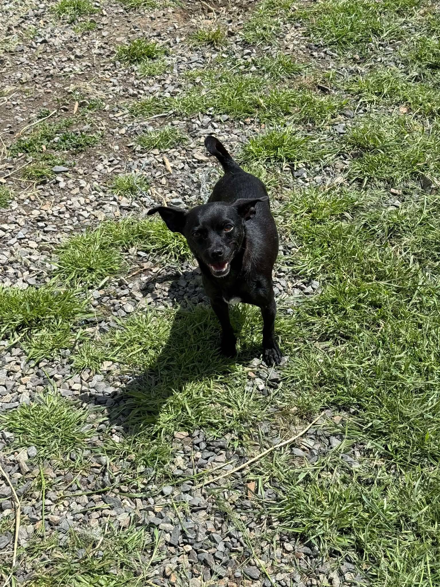 Dog for adoption - Sammie, a Chihuahua in St. Maries, ID | Petfinder