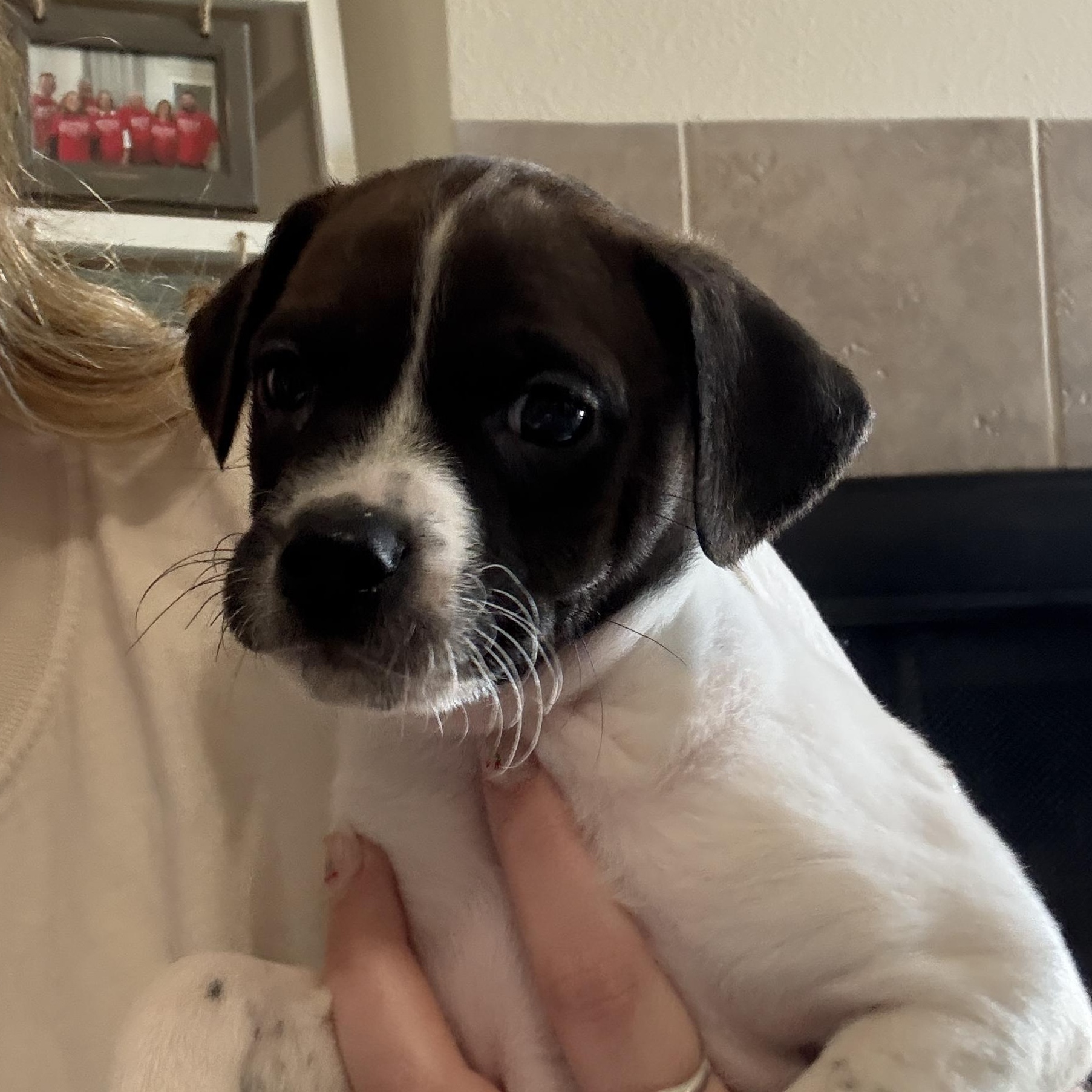 Dog for adoption - Chip, a Mixed Breed in Denver, CO | Petfinder