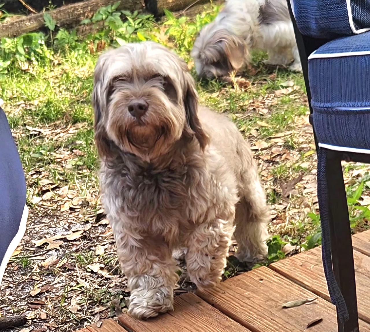 Dog for adoption - Chuck, a Cockapoo in Maitland, FL | Petfinder