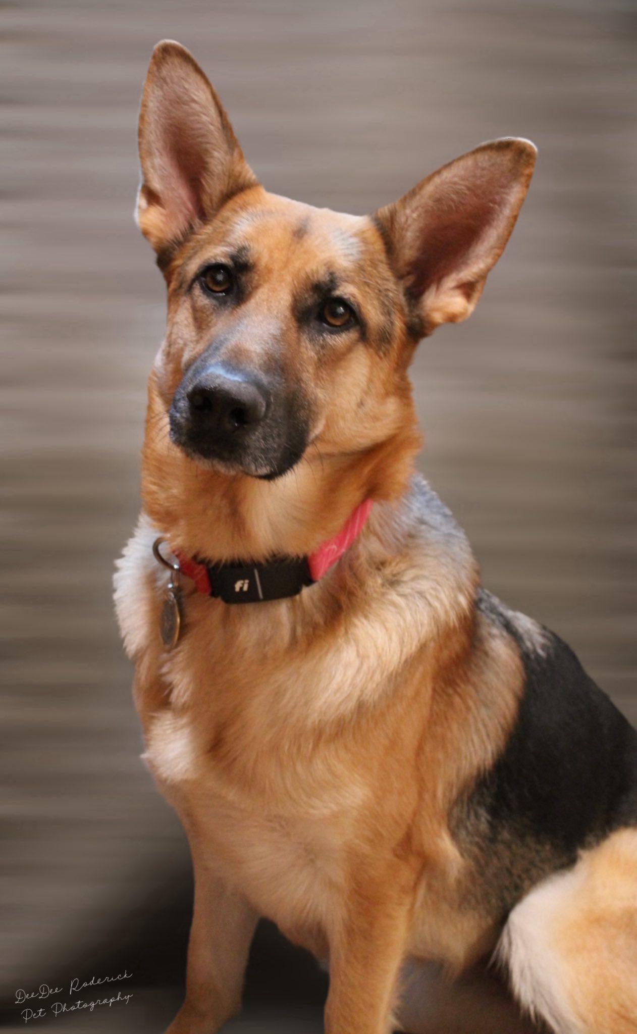 Banshee - Adoptable Pet | Petfinder | Petfinder