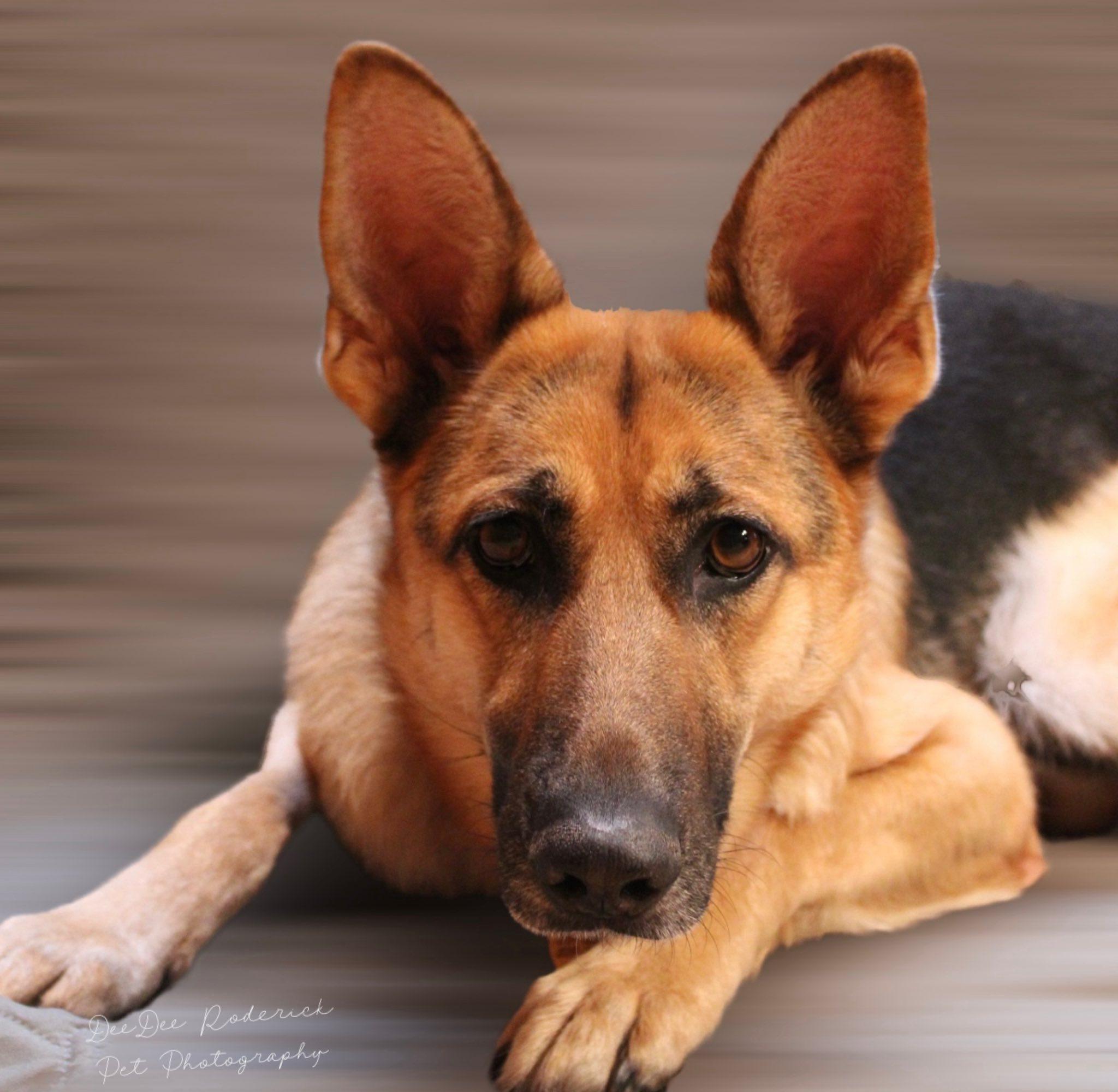 Banshee - Adoptable Pet | Petfinder | Petfinder