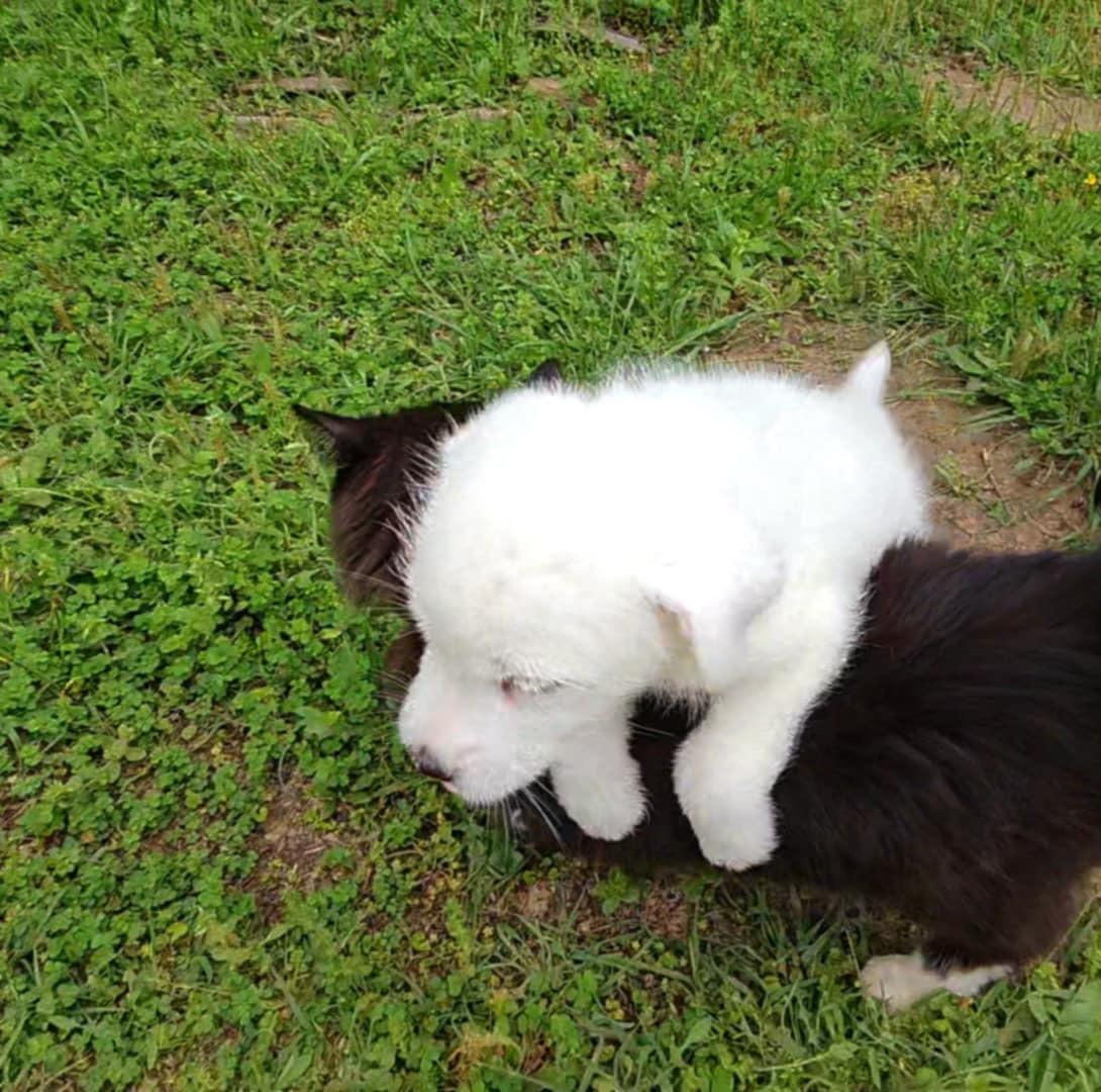 Dog for adoption - Porter, a Great Pyrenees & Labradoodle Mix in Roscoe ...