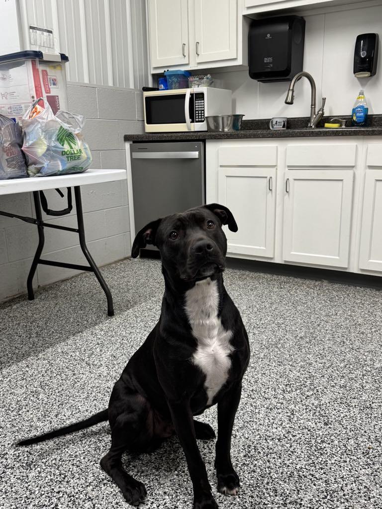 Dog for adoption - Gideon, a Pit Bull Terrier Mix in Fairmont, WV ...