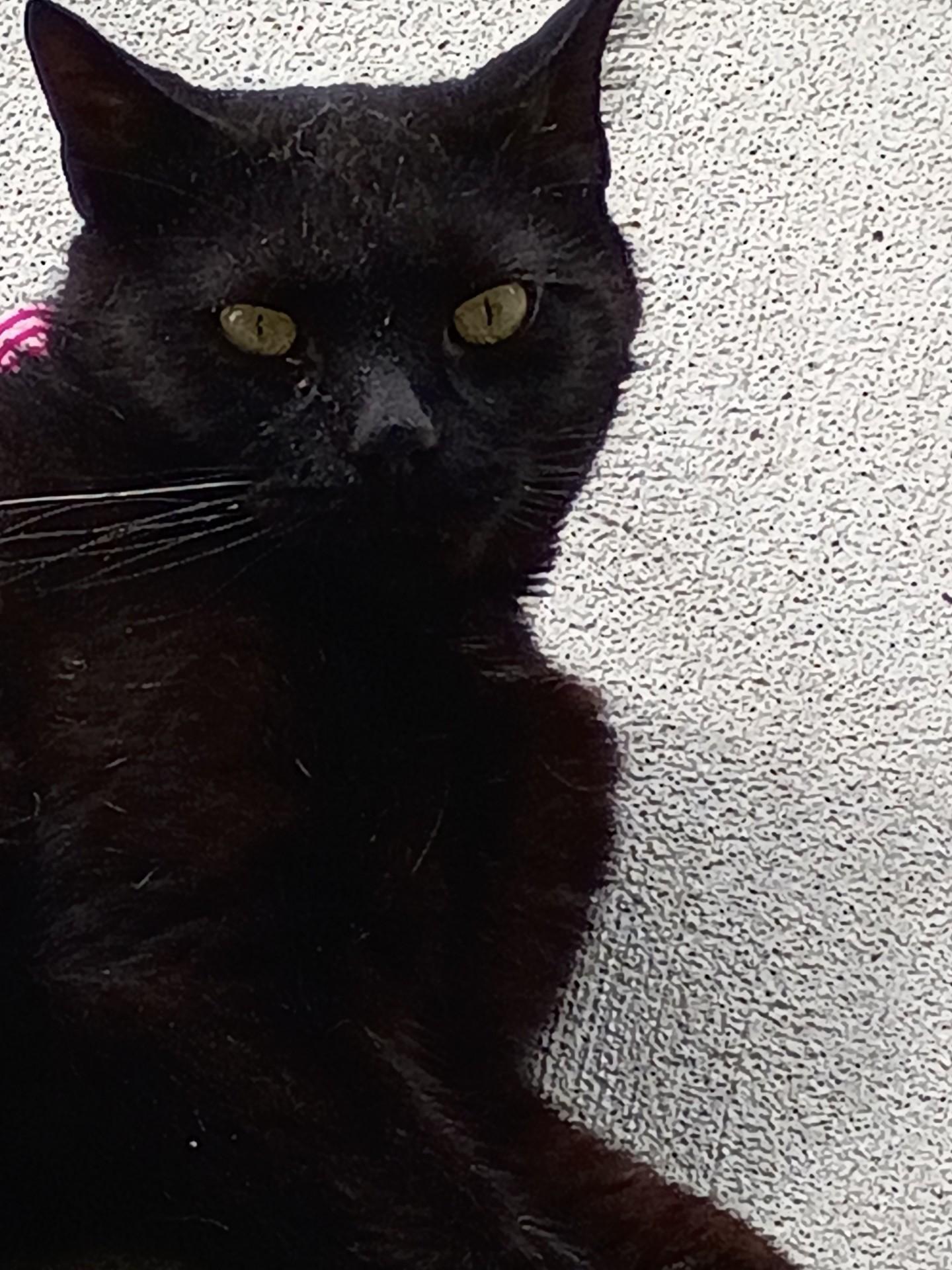 Calluna - Adoptable Pet | Petfinder | Petfinder