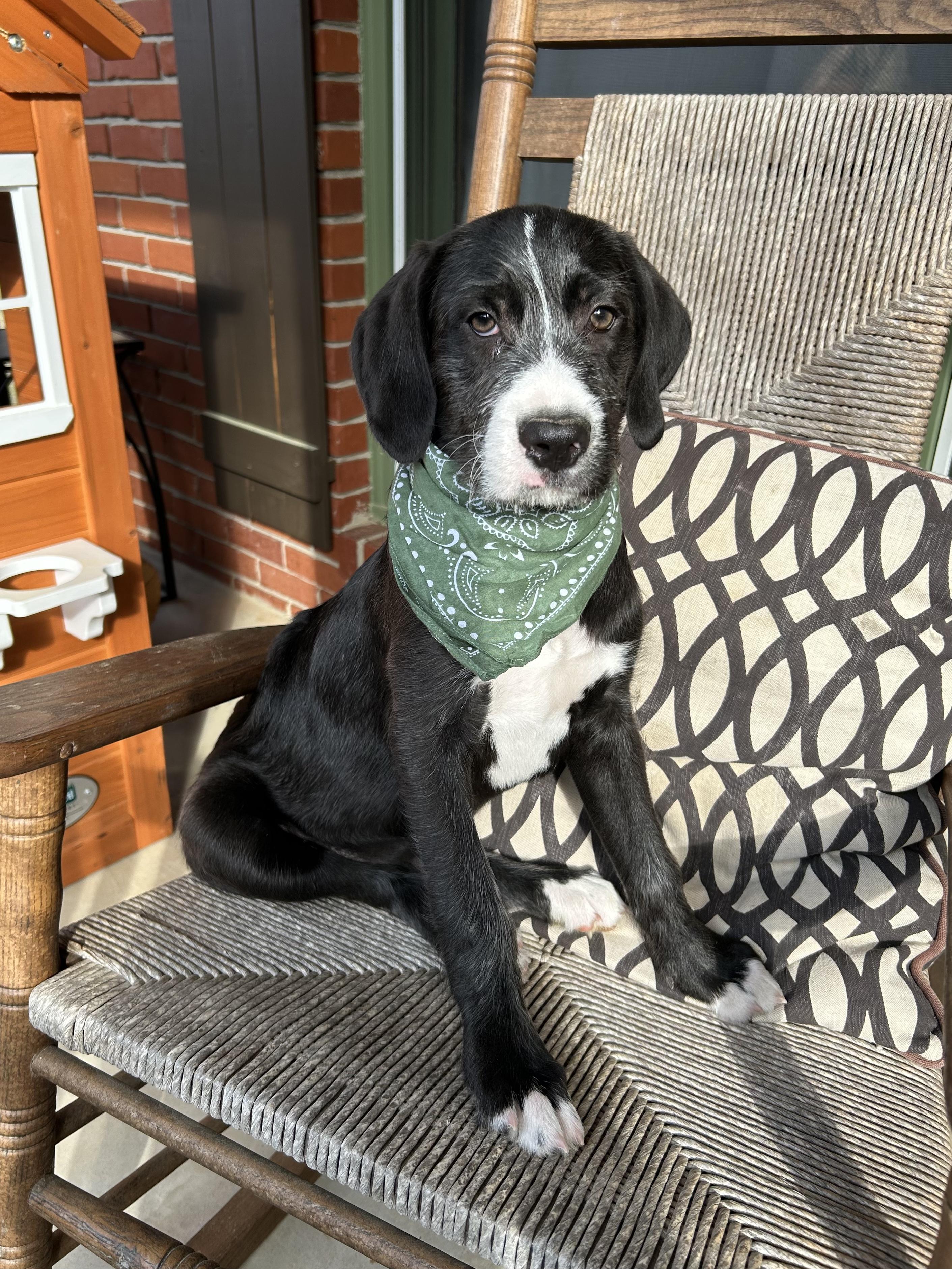 Dog for adoption - RUSTY, a German Wirehaired Pointer Mix in Fosters ...