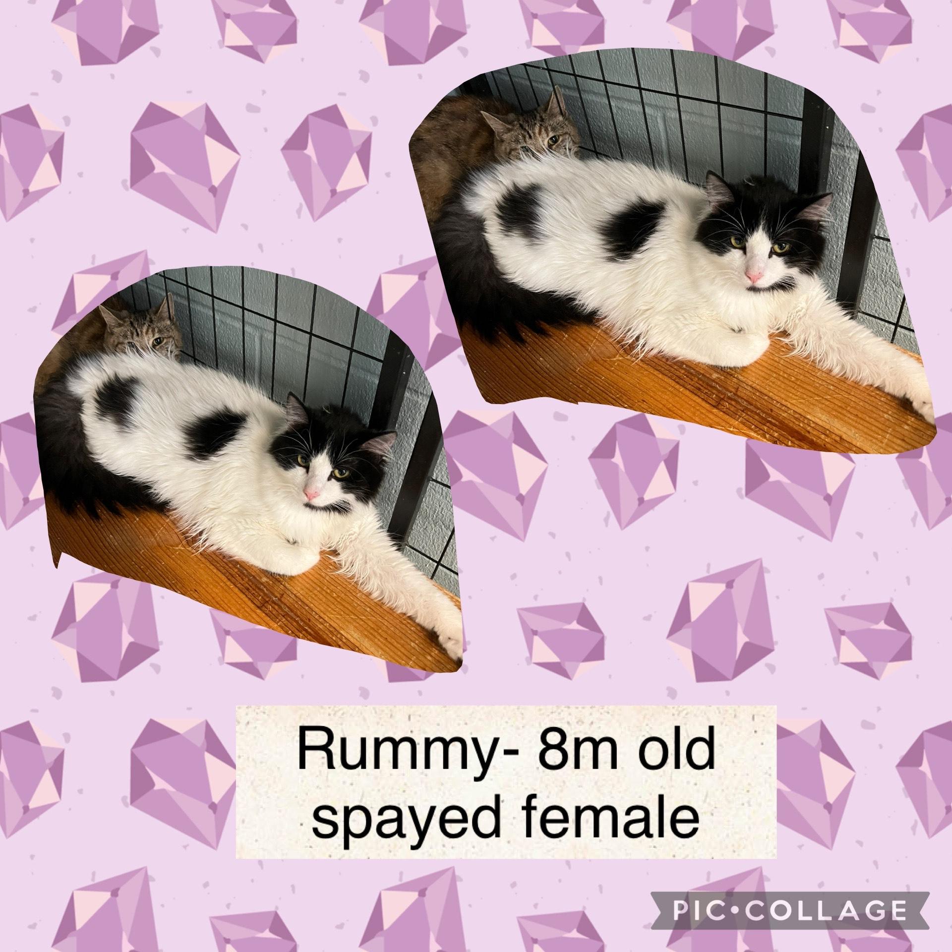 Cat for adoption - Rummy, a Domestic Long Hair in Bryan, OH | Petfinder