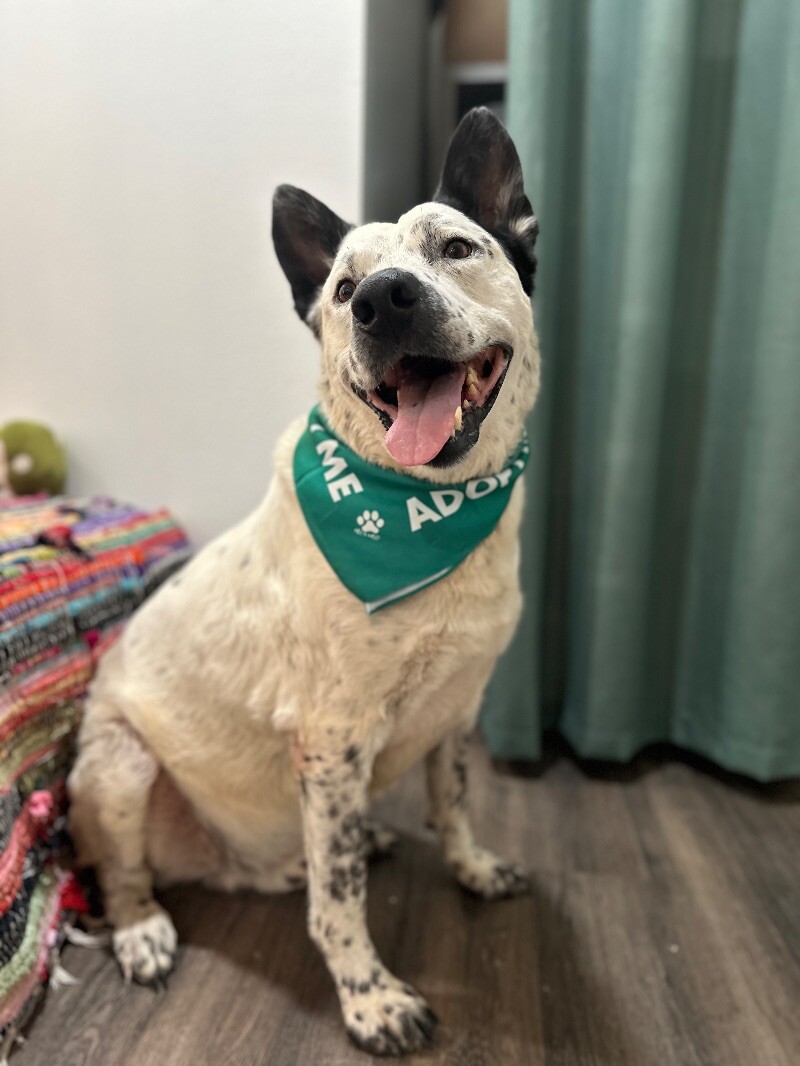 Dog for adoption - Freckles Oreo, a Staffordshire Bull Terrier ...
