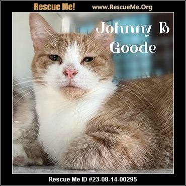 Cat for adoption - Johhny B Goode, a Domestic Short Hair in Cleveland ...