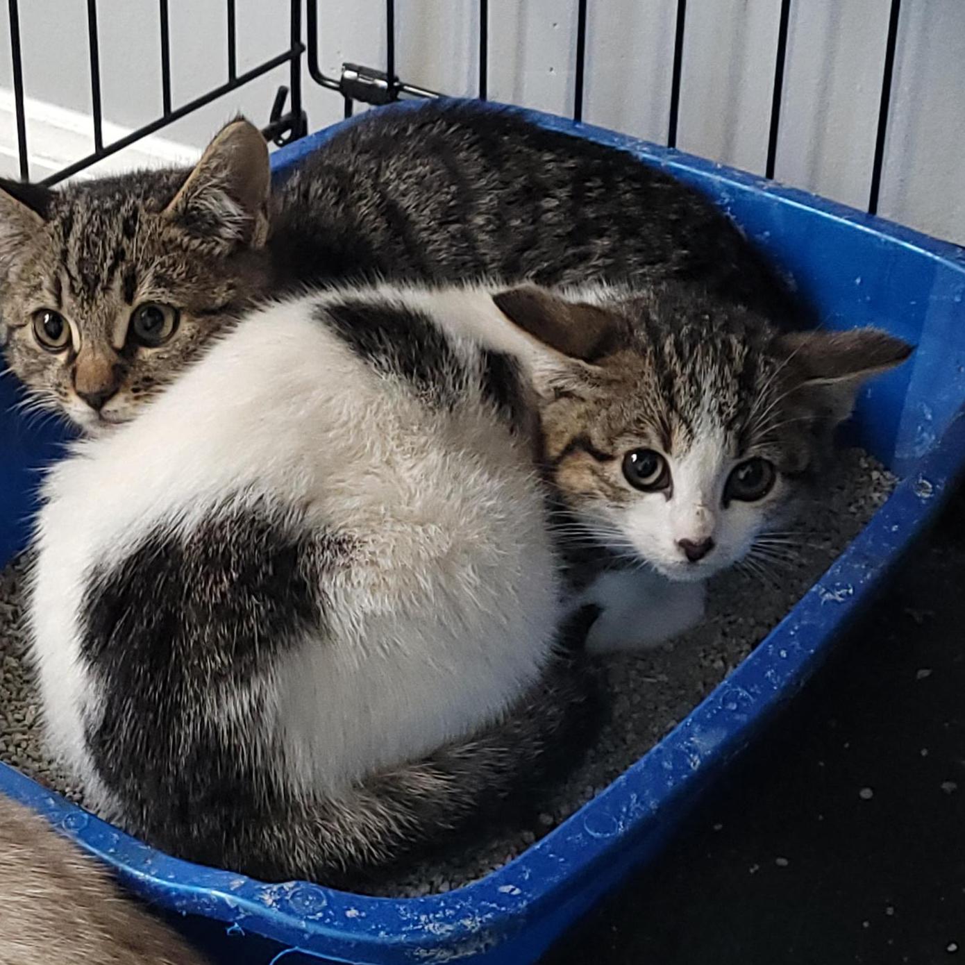 Cat for adoption - Tiffany, a Domestic Short Hair in Howell, NJ | Petfinder