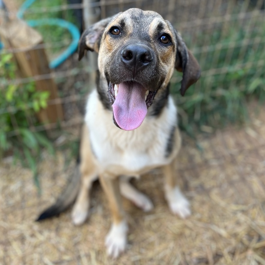 Dog for adoption - Dougie, a Shepherd Mix in Stowe, VT | Petfinder
