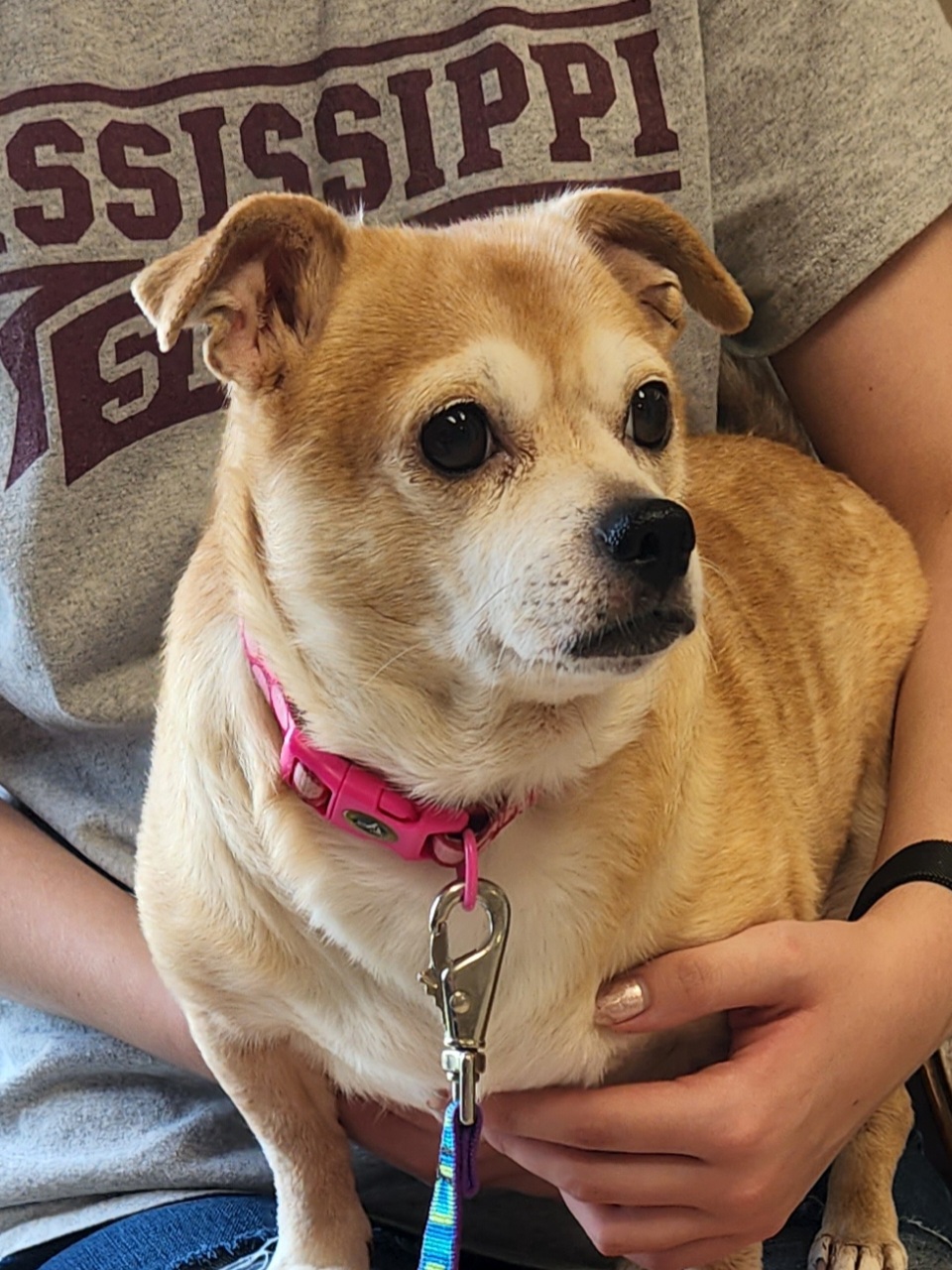 Dog for adoption - Phoebe, a Puggle in Middletown, VA | Petfinder