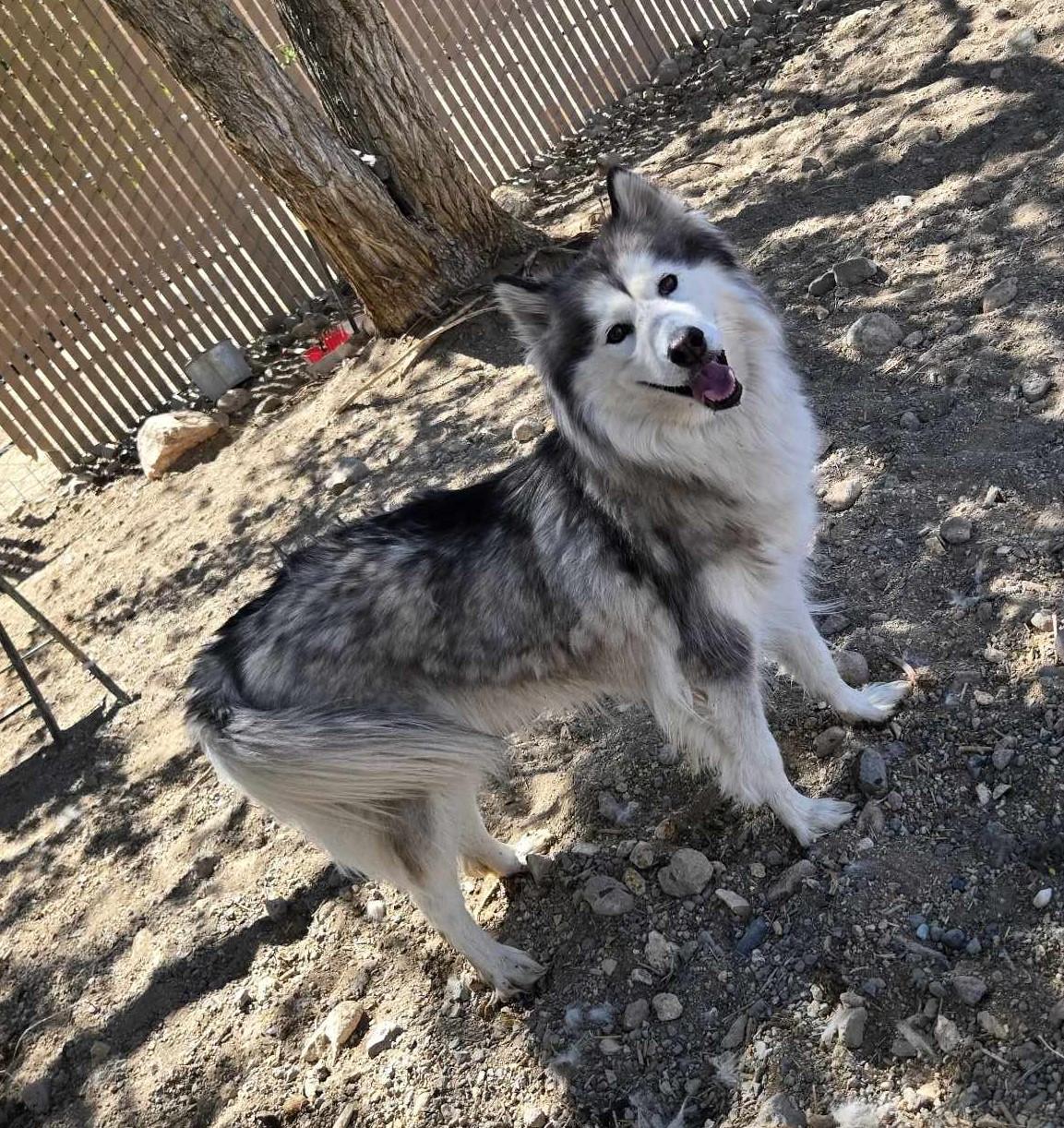 Dog for adoption - Chicago, a Husky Mix in Silver Springs, NV | Petfinder