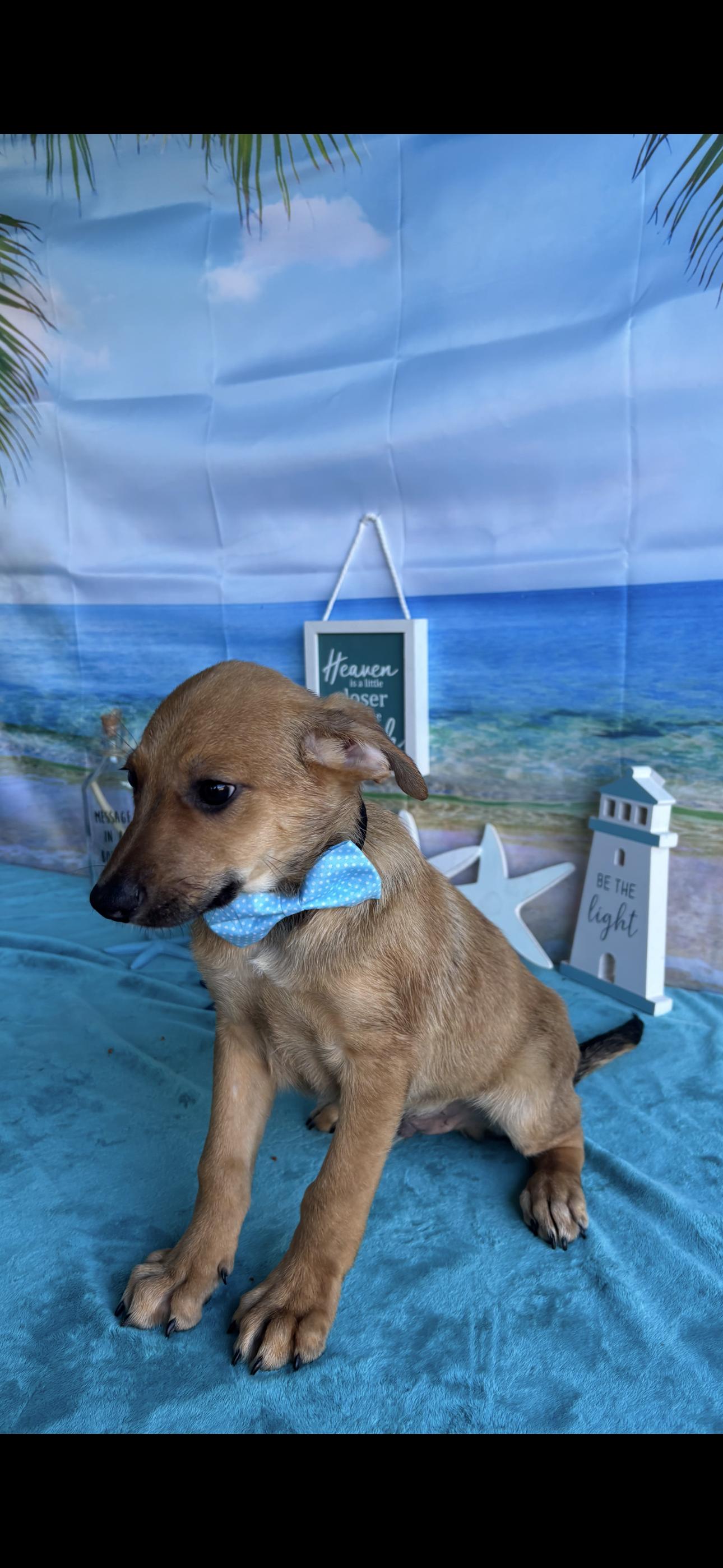 Dog for adoption - Basil, an Australian Cattle Dog / Blue Heeler ...