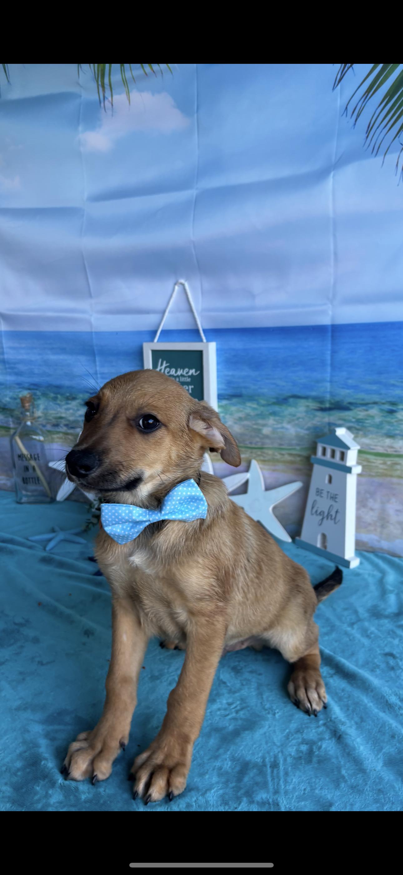 Dog for adoption - Basil, an Australian Cattle Dog / Blue Heeler ...