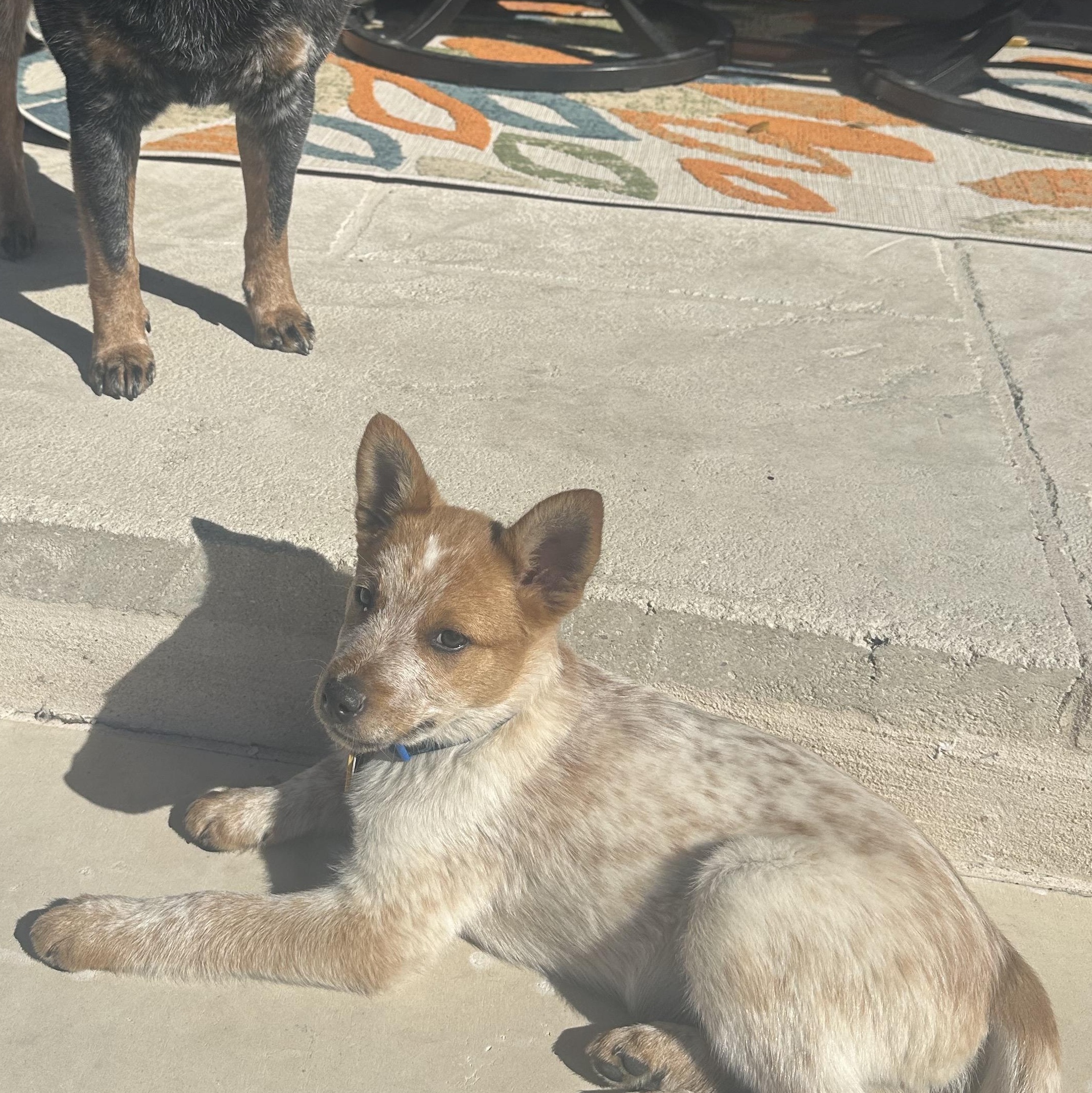Jude - Adoptable Pet | Petfinder | Petfinder