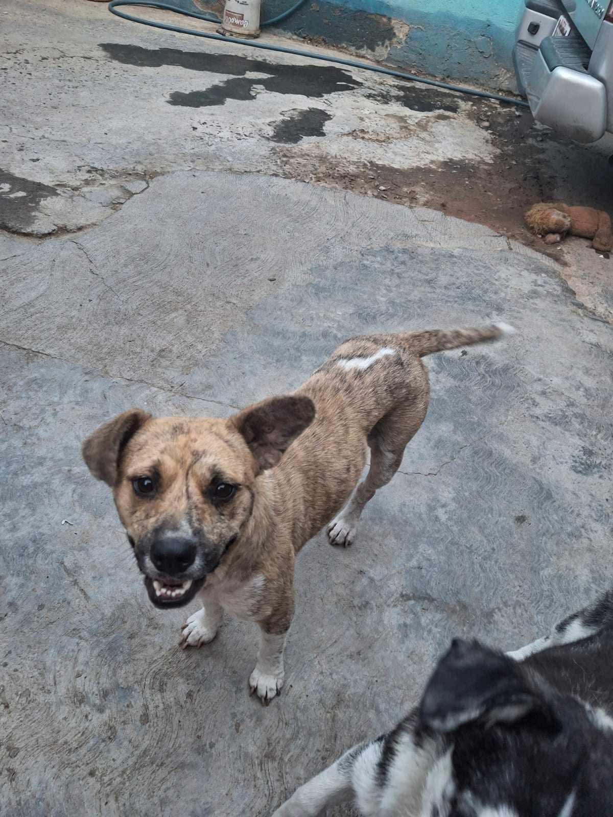 Dog for adoption - Tiny, a Mixed Breed in Puyallup, WA | Petfinder