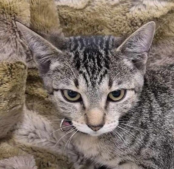 Cat for adoption - Jerri, a Domestic Short Hair & Tabby Mix in Ocean ...