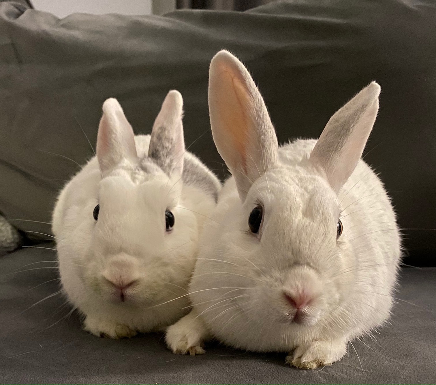 Rabbit for adoption - Bolt & Alba, a Bunny Rabbit & Dutch Mix in Los ...