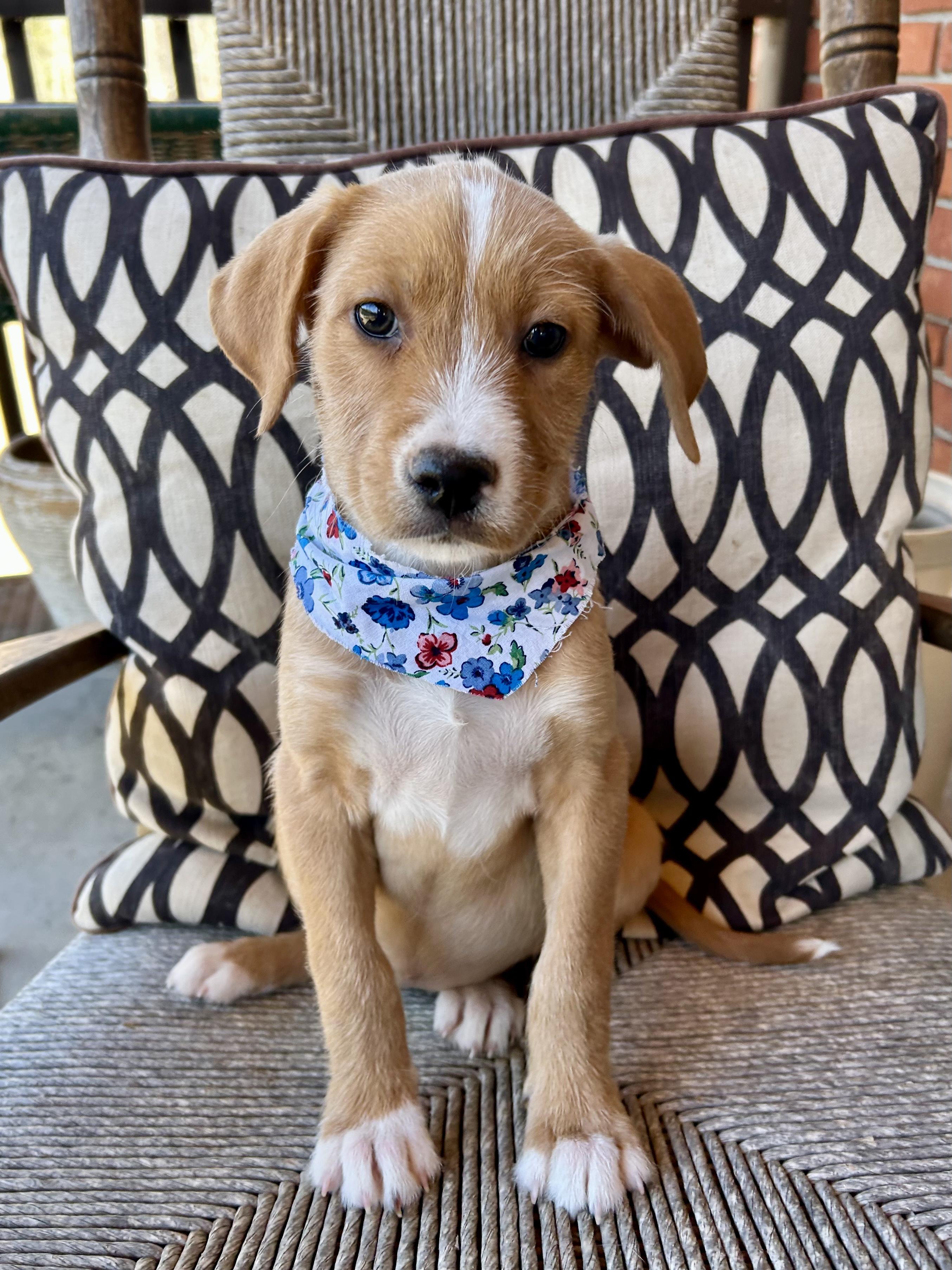 Dog for adoption - CARLY, a German Wirehaired Pointer in Fosters, AL ...