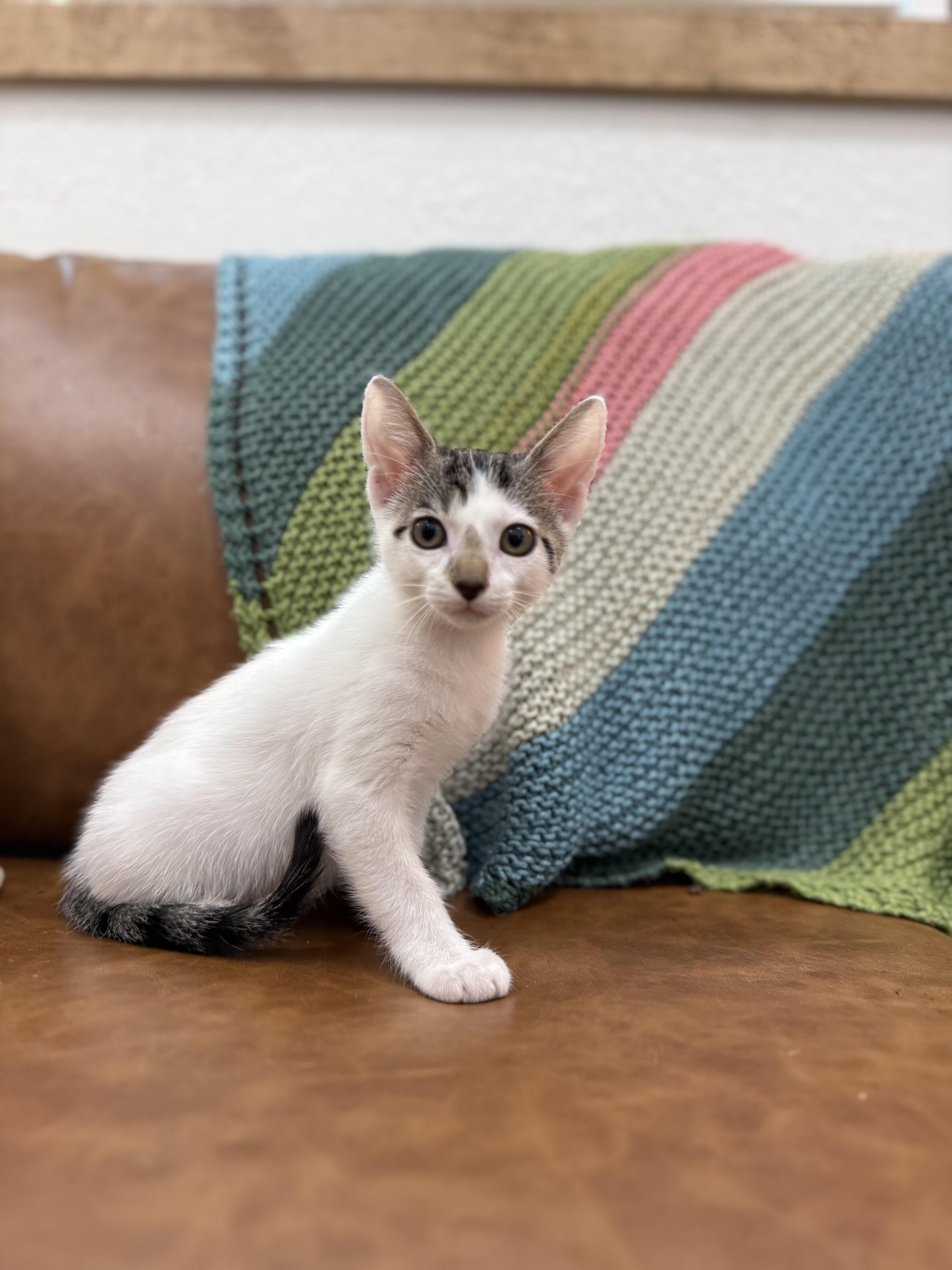 Cat for adoption - Errol The Braveheart, a Domestic Short Hair Mix in ...