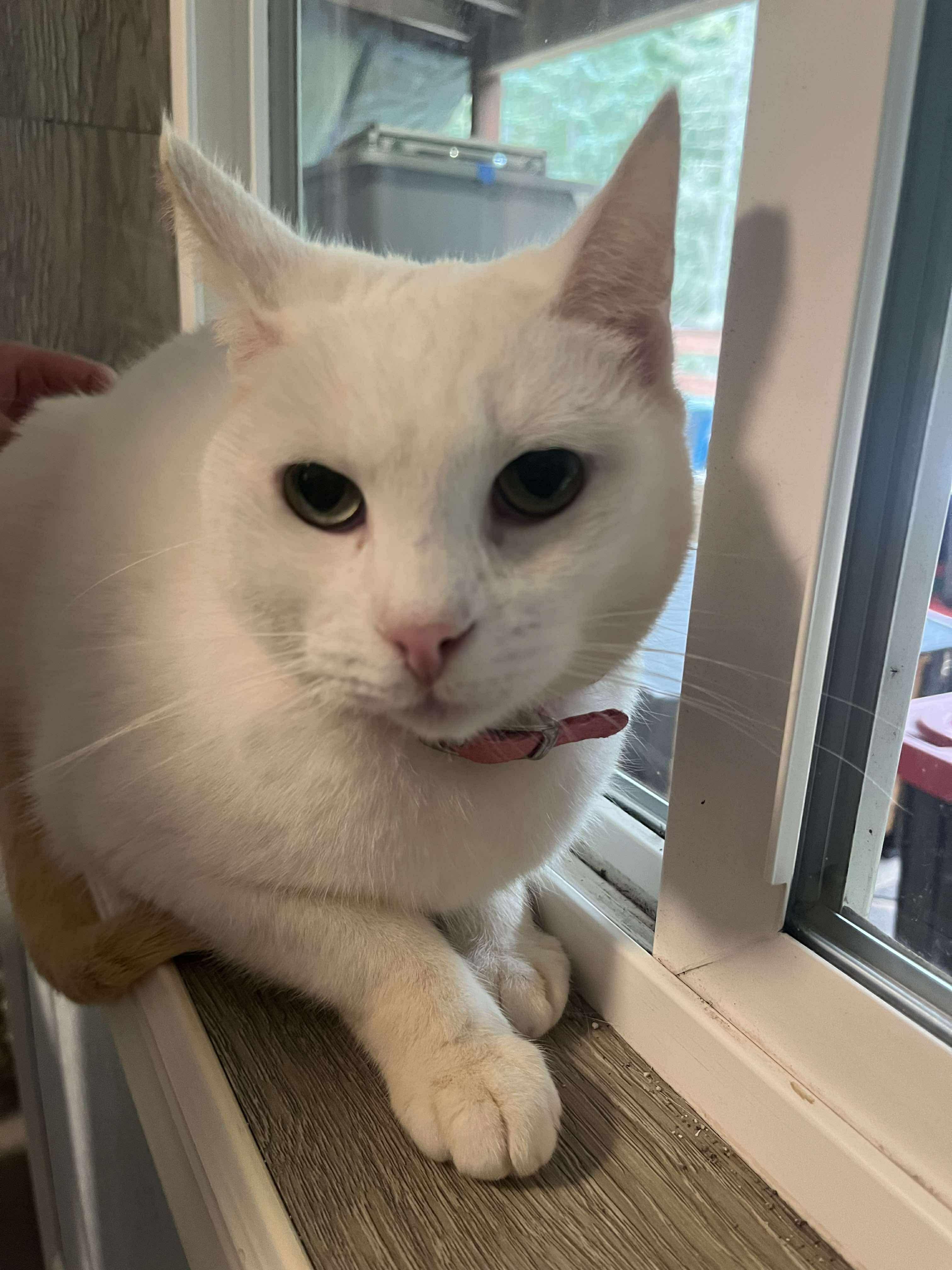 Cat for adoption - Elsa, a Domestic Short Hair in Puyallup, WA | Petfinder