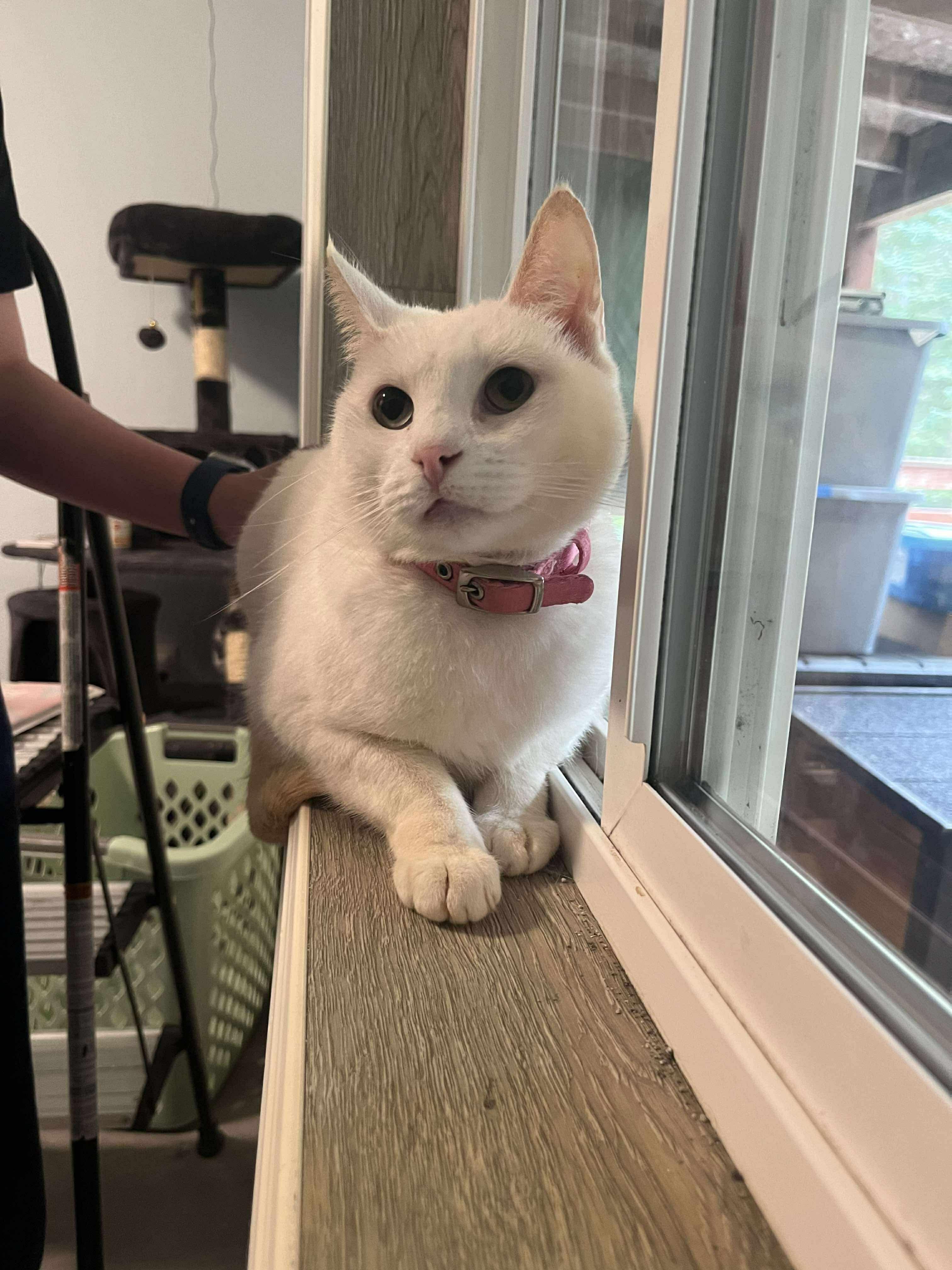 Cat for adoption - Elsa, a Domestic Short Hair in Puyallup, WA | Petfinder