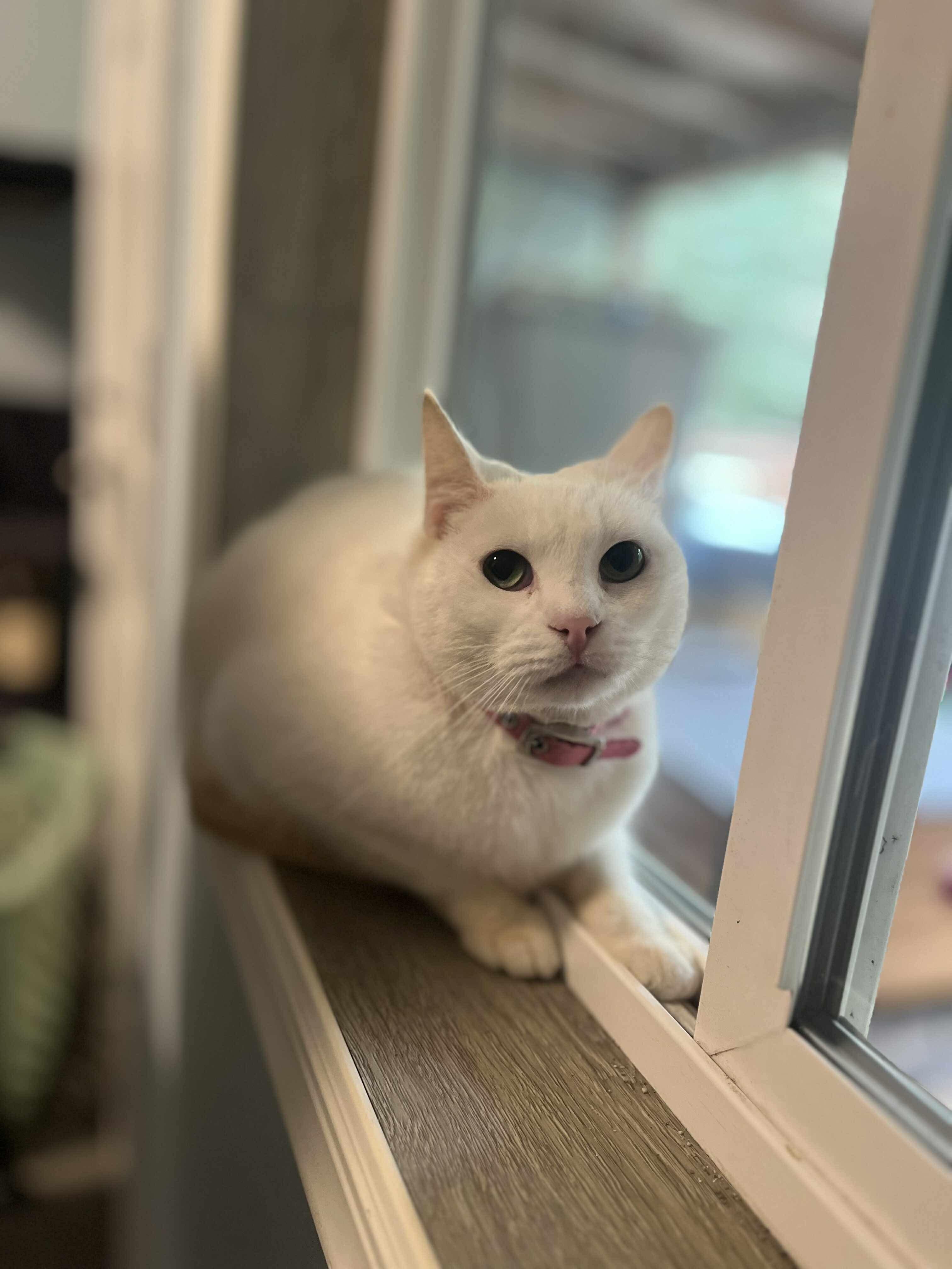 Cat for adoption - Elsa, a Domestic Short Hair in Puyallup, WA | Petfinder
