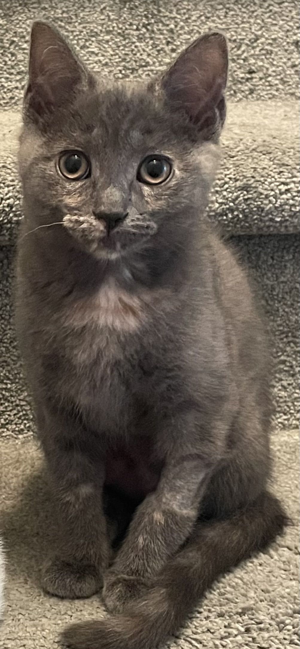 Hart Animal Rescue - Available Animals