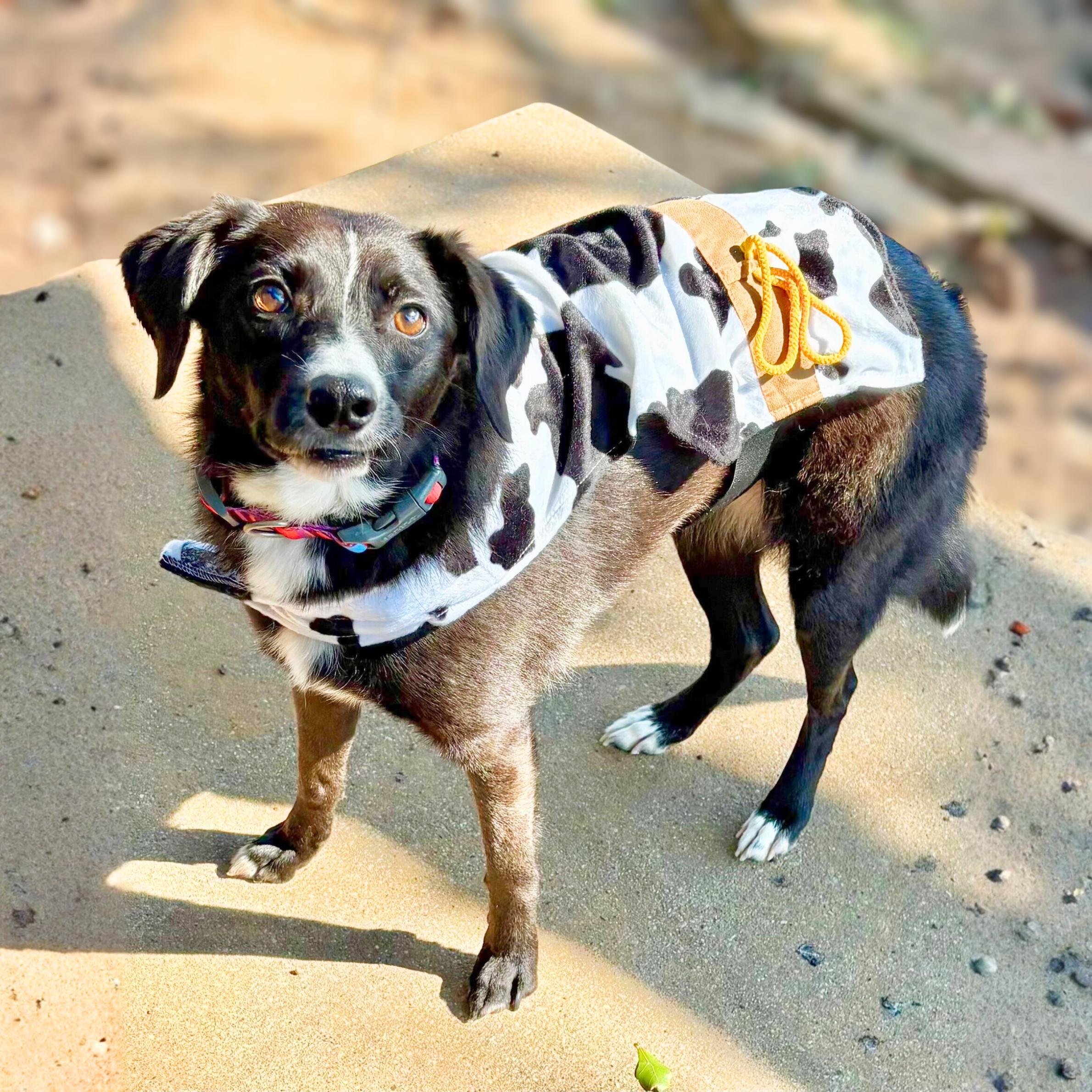 Dog for adoption - Zero, a Border Collie Mix in Cumberland Center, ME ...