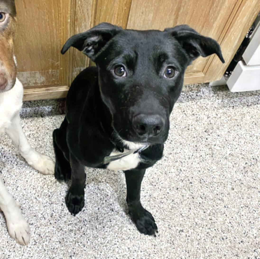 Dog for adoption - Ro, a Collie Mix in Cherry Hill, NJ | Petfinder