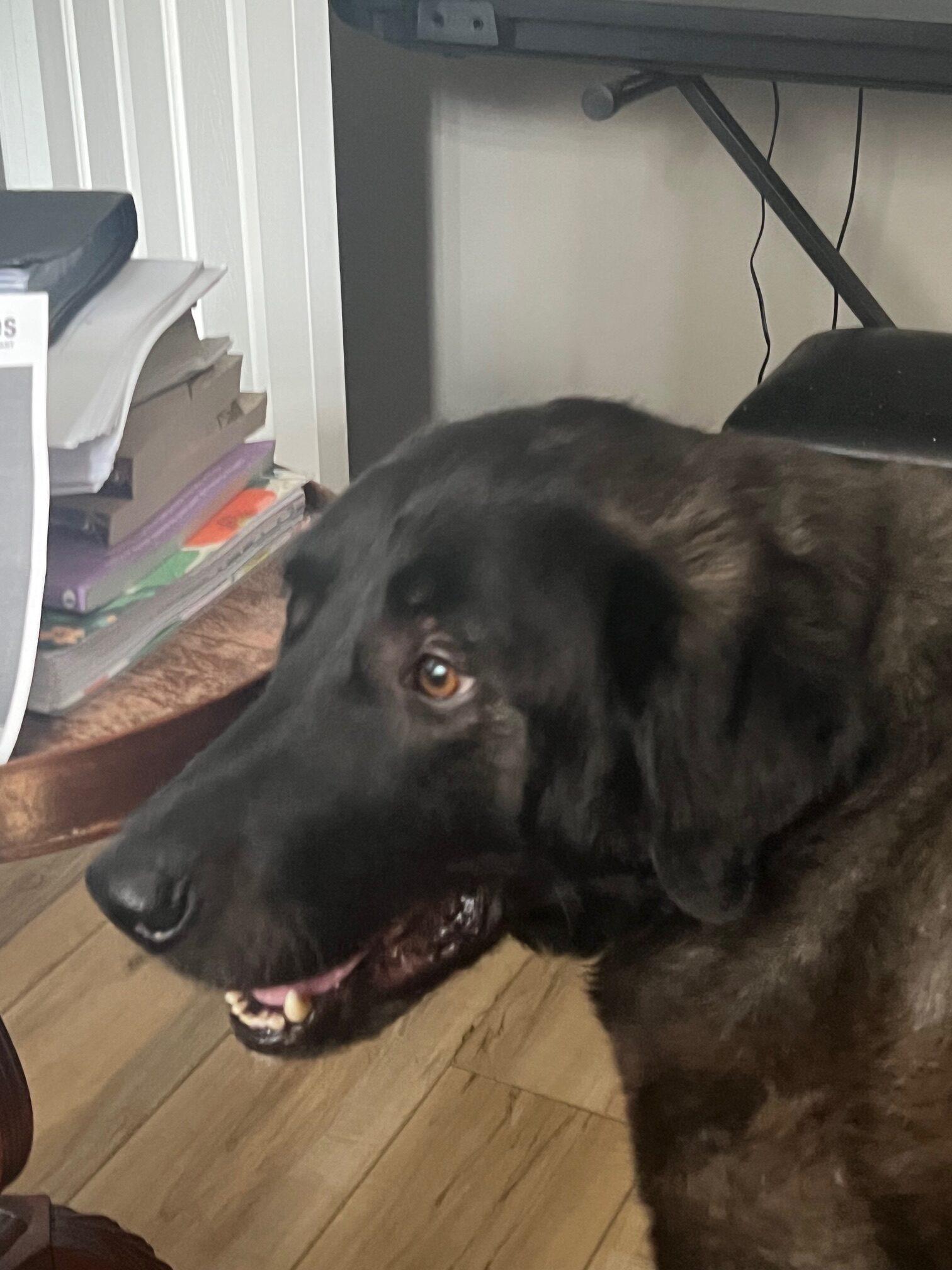 Dog for adoption - Triton, a Labrador Retriever Mix in Calgary, AB ...