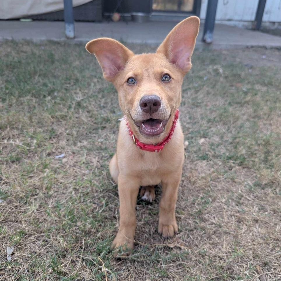 Dog for adoption - Winnie, a Shepherd Mix in Bristol, VA | Petfinder