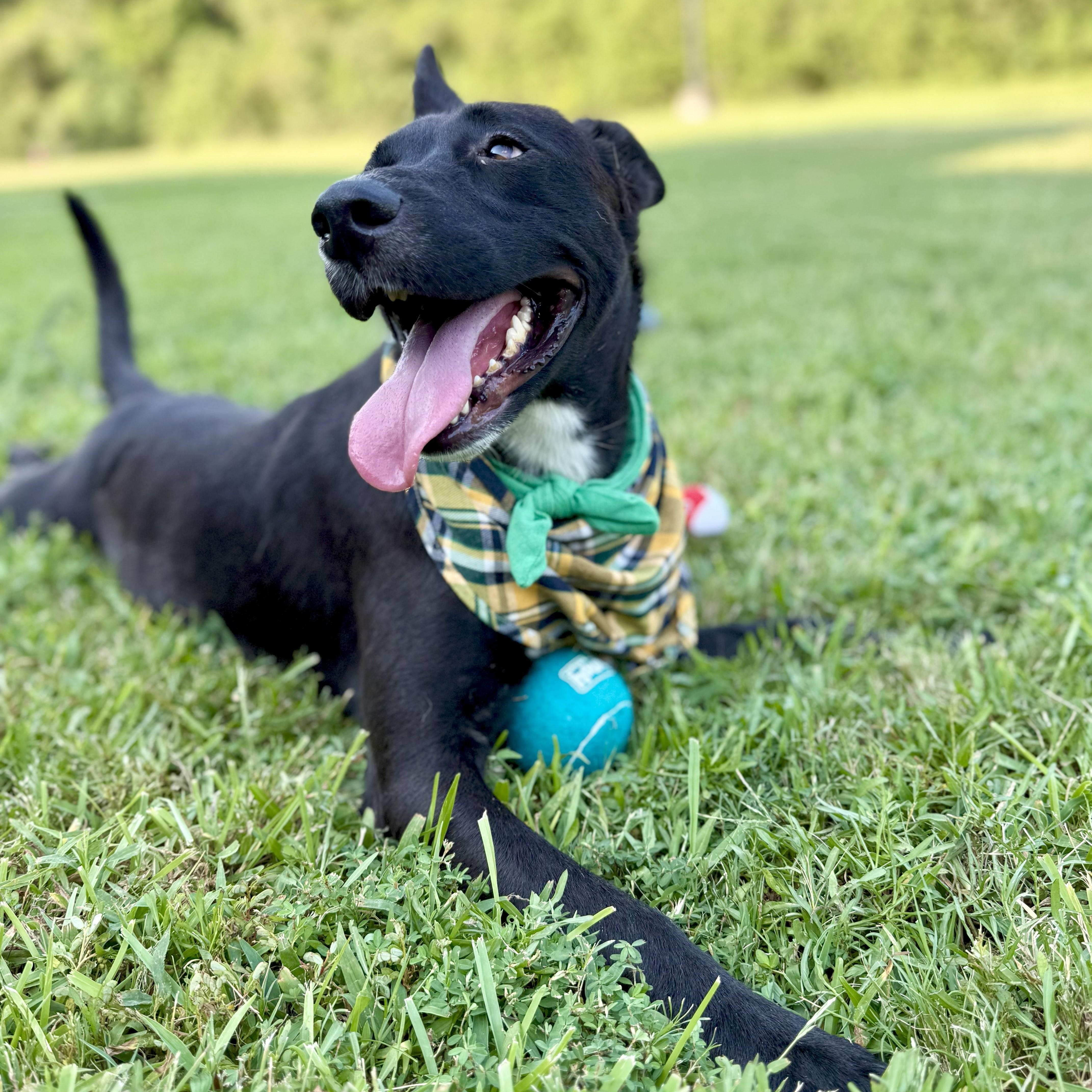 Dog for adoption - Nibbles, a Black Labrador Retriever & Terrier Mix in ...