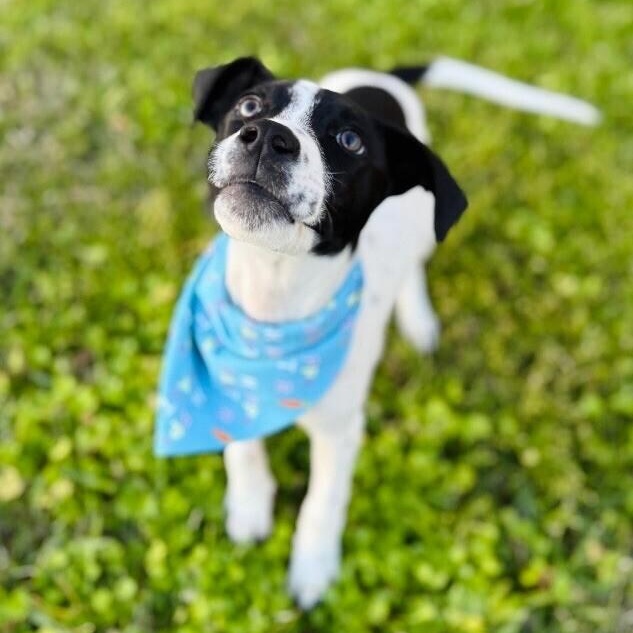 Dog for adoption - Mochi Dumpling, a Pit Bull Terrier & Staffordshire ...