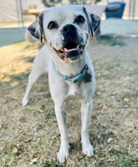 Dog for adoption - Colgate, a Pug in Encinitas, CA | Petfinder