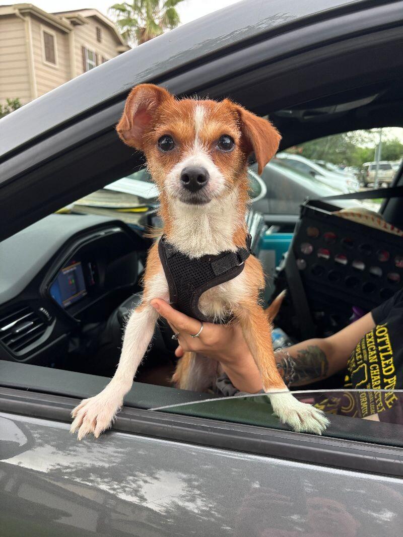 Dog for adoption - Minnie May, a Chihuahua & Border Terrier Mix in ...