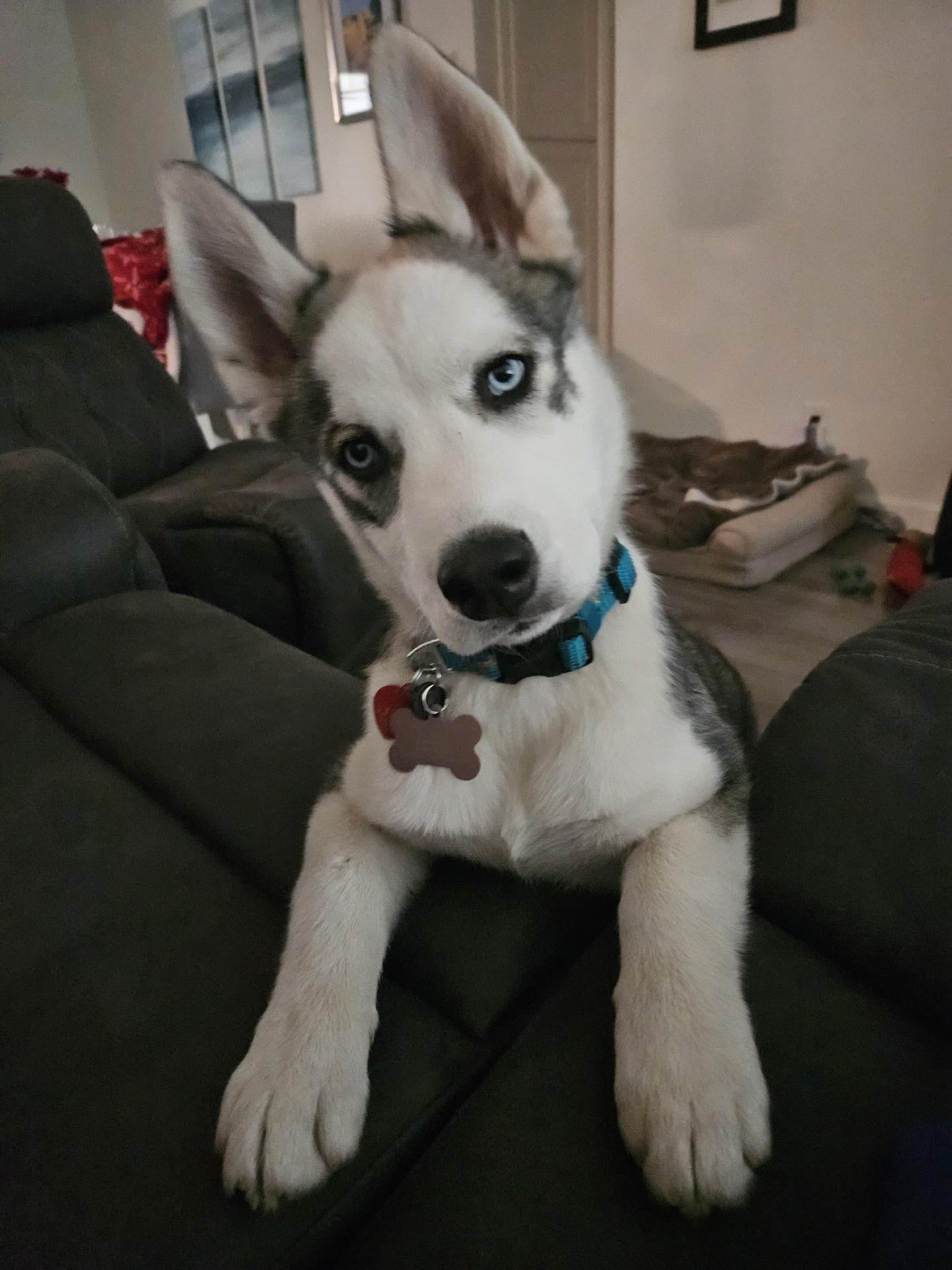 Dog for adoption - Blu, a Siberian Husky in Menifee, CA | Petfinder