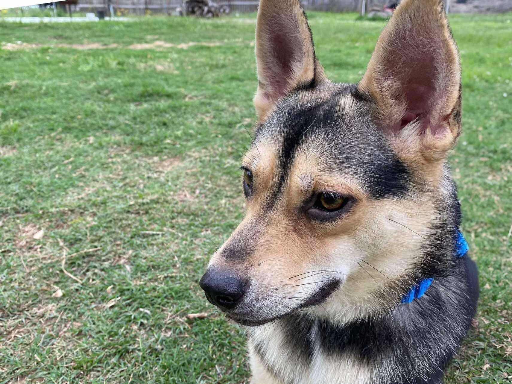 Dog for adoption - Lil Shep, a Shepherd Mix in New Haven, CT | Petfinder