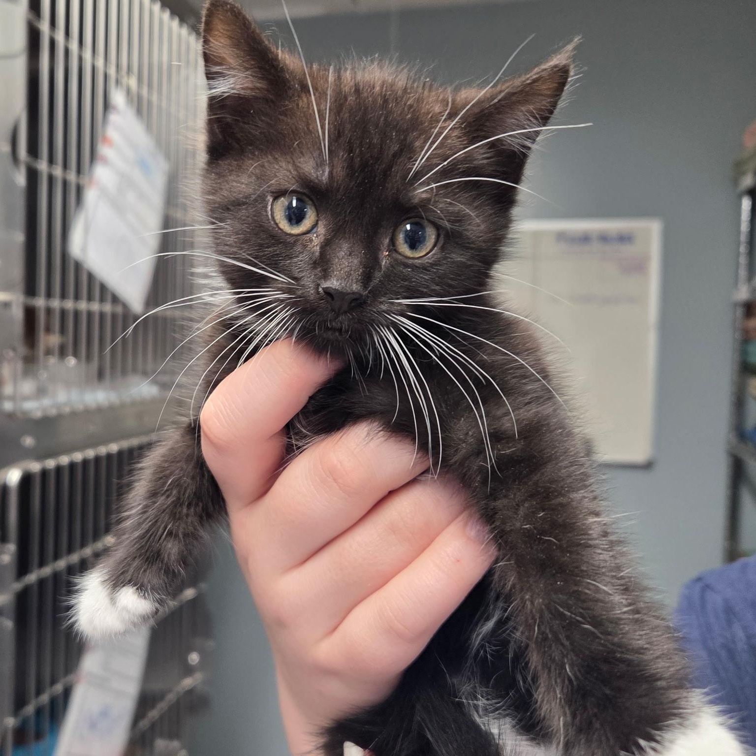 Available Cats for Adoption | Scruffy Paws Animal Rescue RI