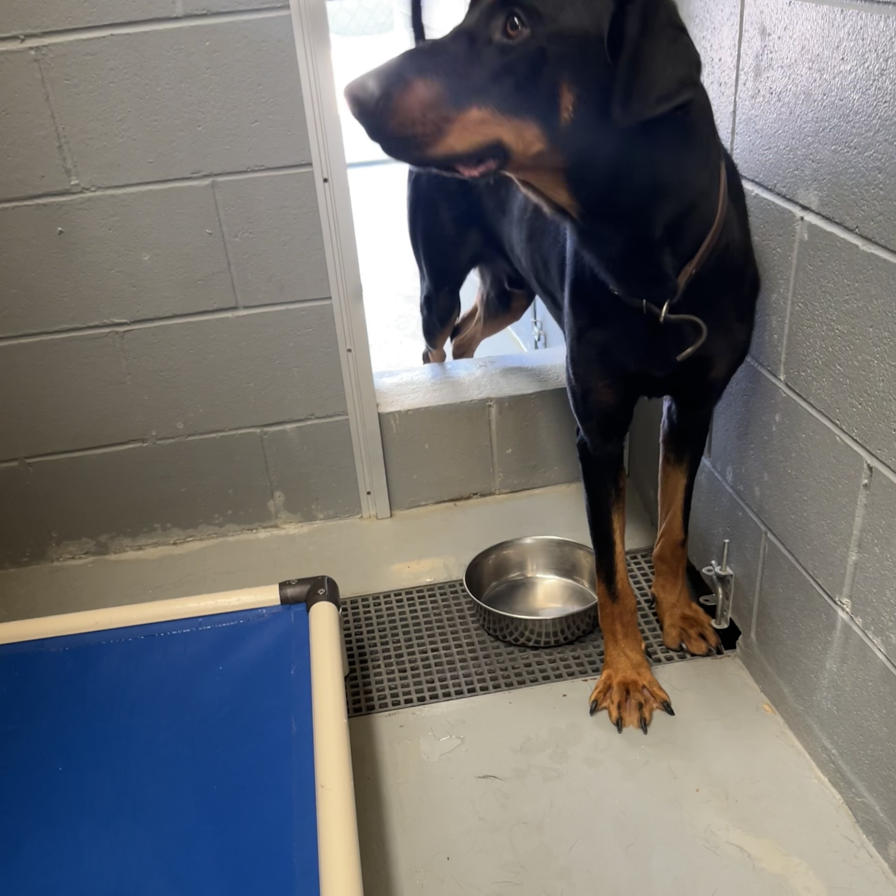Dog for adoption - Deno, a Doberman Pinscher Mix in Columbus, MS | Petfinder